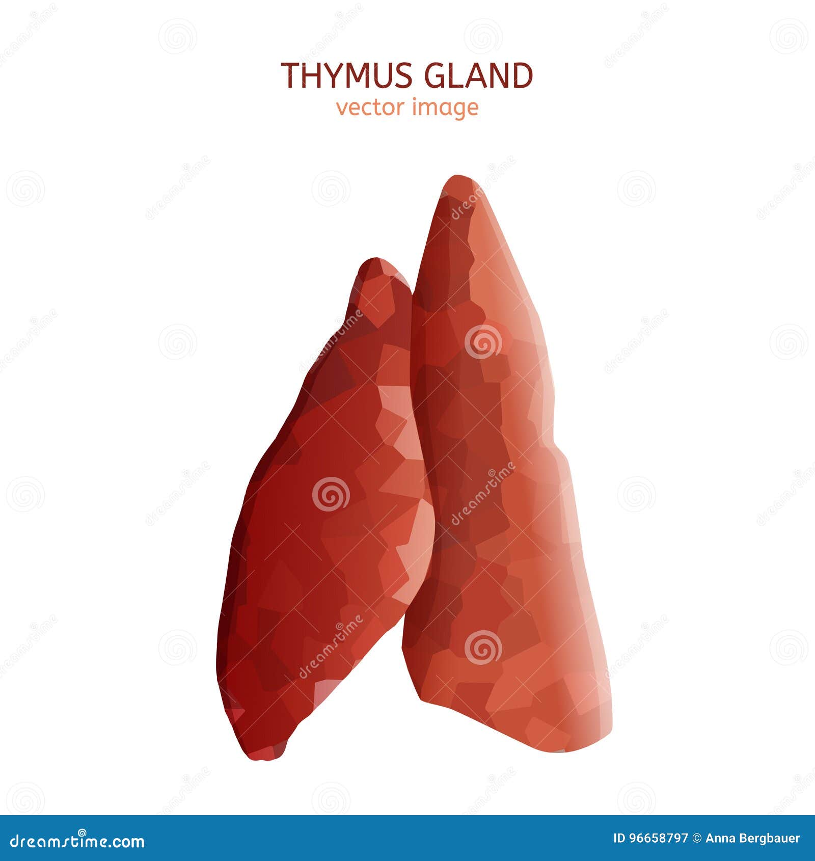 Thymus Gland Of Endocrine System. Medical Science Vector Illustration ...