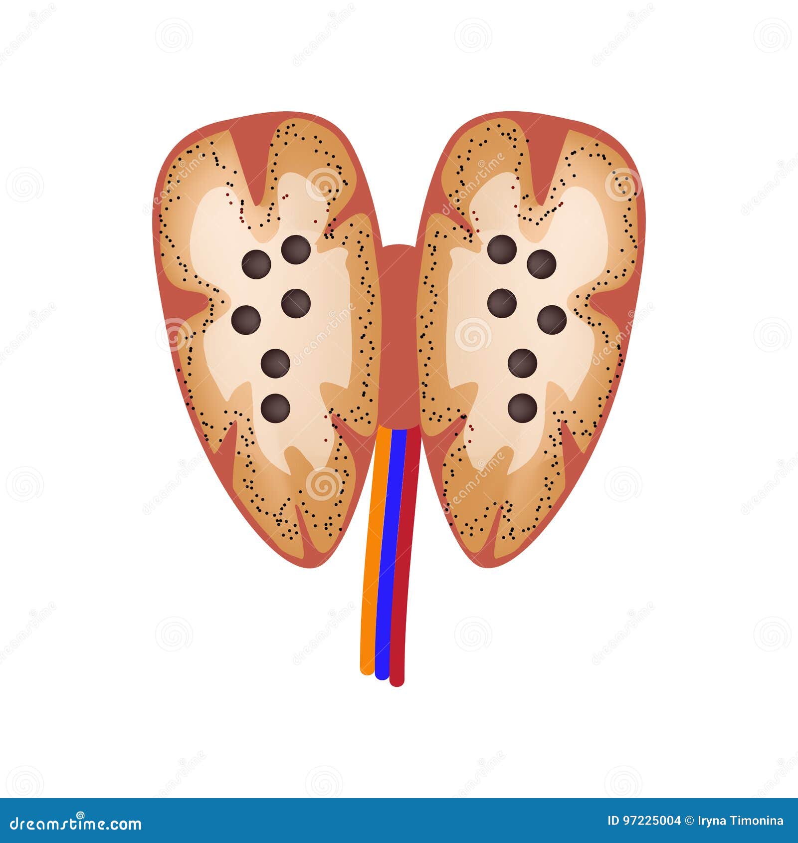 Thymus Gland Of Endocrine System Medical Science Vector Illustration