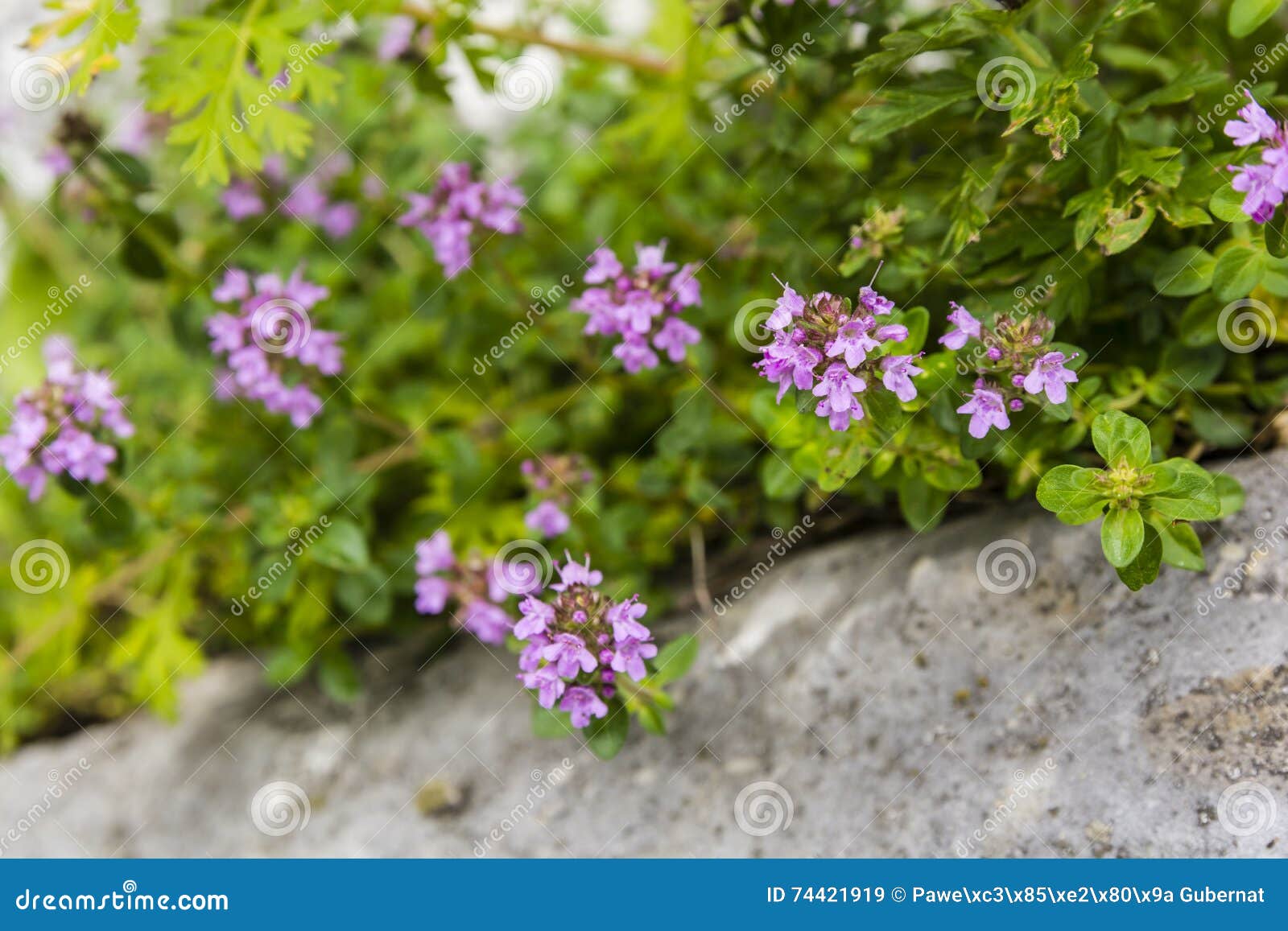Thymus L. - plant. stock image. Image of plant, thymus - 74421919