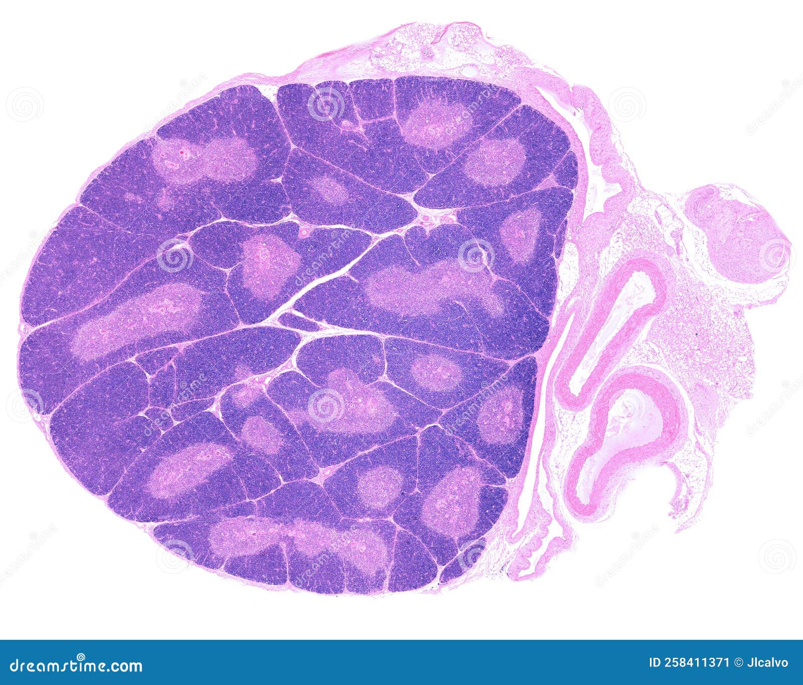 Thymus. Cortex and medulla stock image. Image of cortex - 258411371
