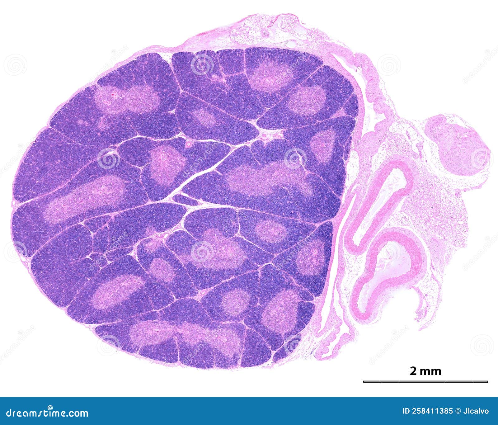Thymus. Cortex and medulla stock image. Image of light - 258411385