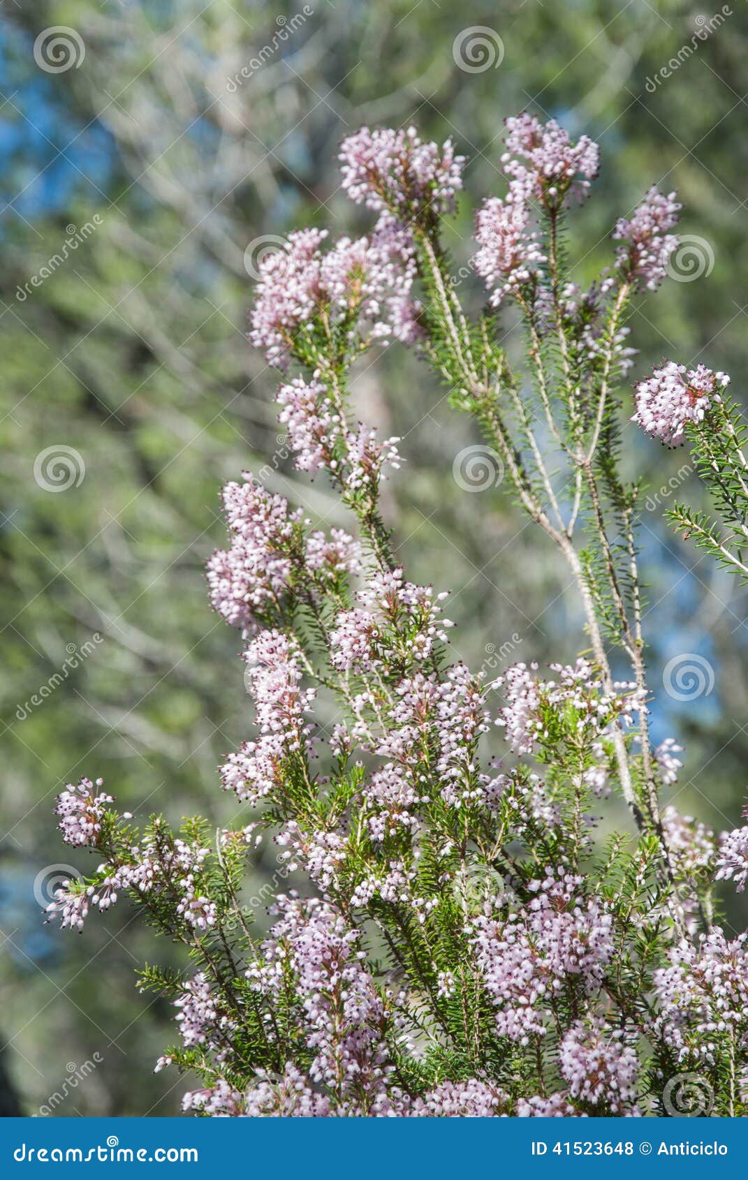 Thymus plant blooming stock photo. Image of thymus, blossom - 41523648