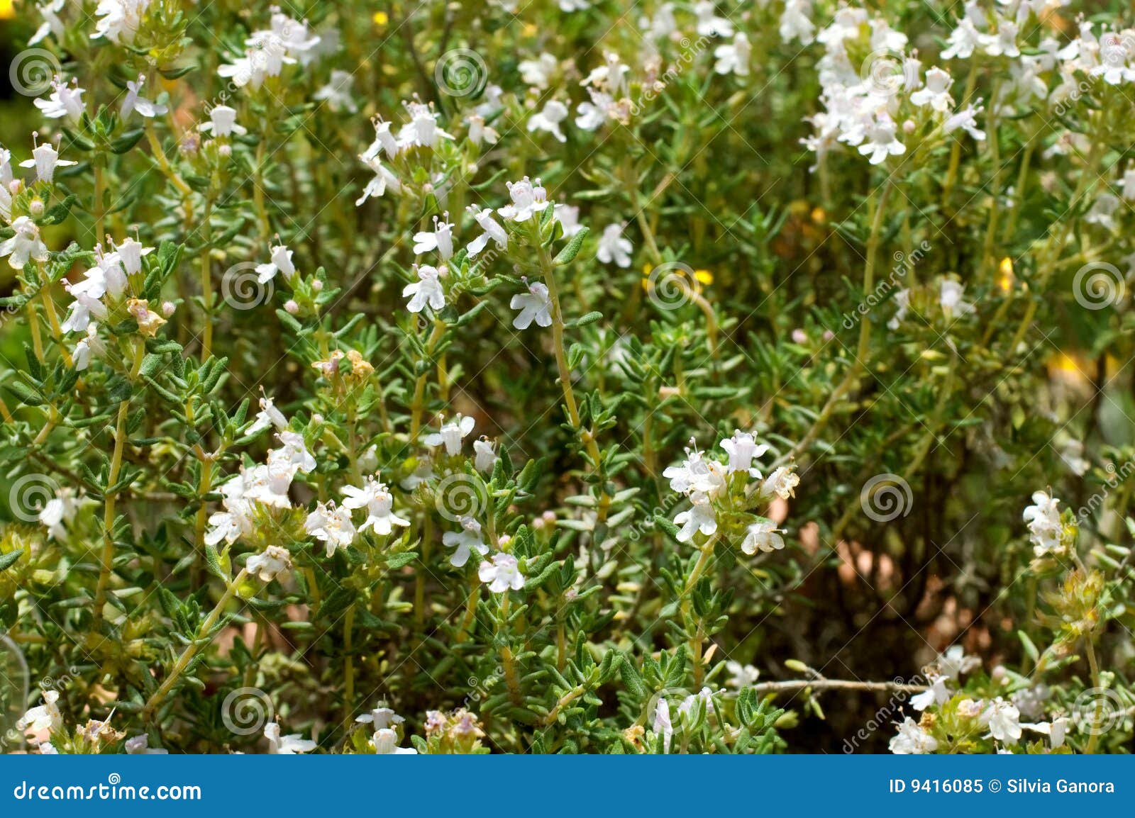 Thymus Vulgaris L - Thyme stock image. Image of flowers - 9416085