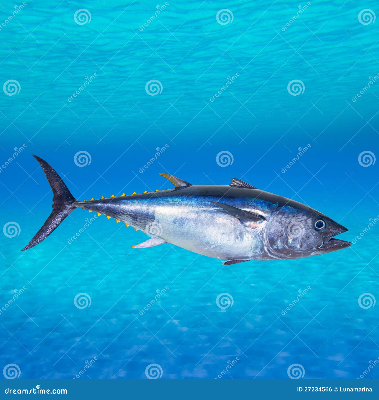 Thynnus De Thunnus De Thon De Thonine Sous-marin Photo stock - Image du ...