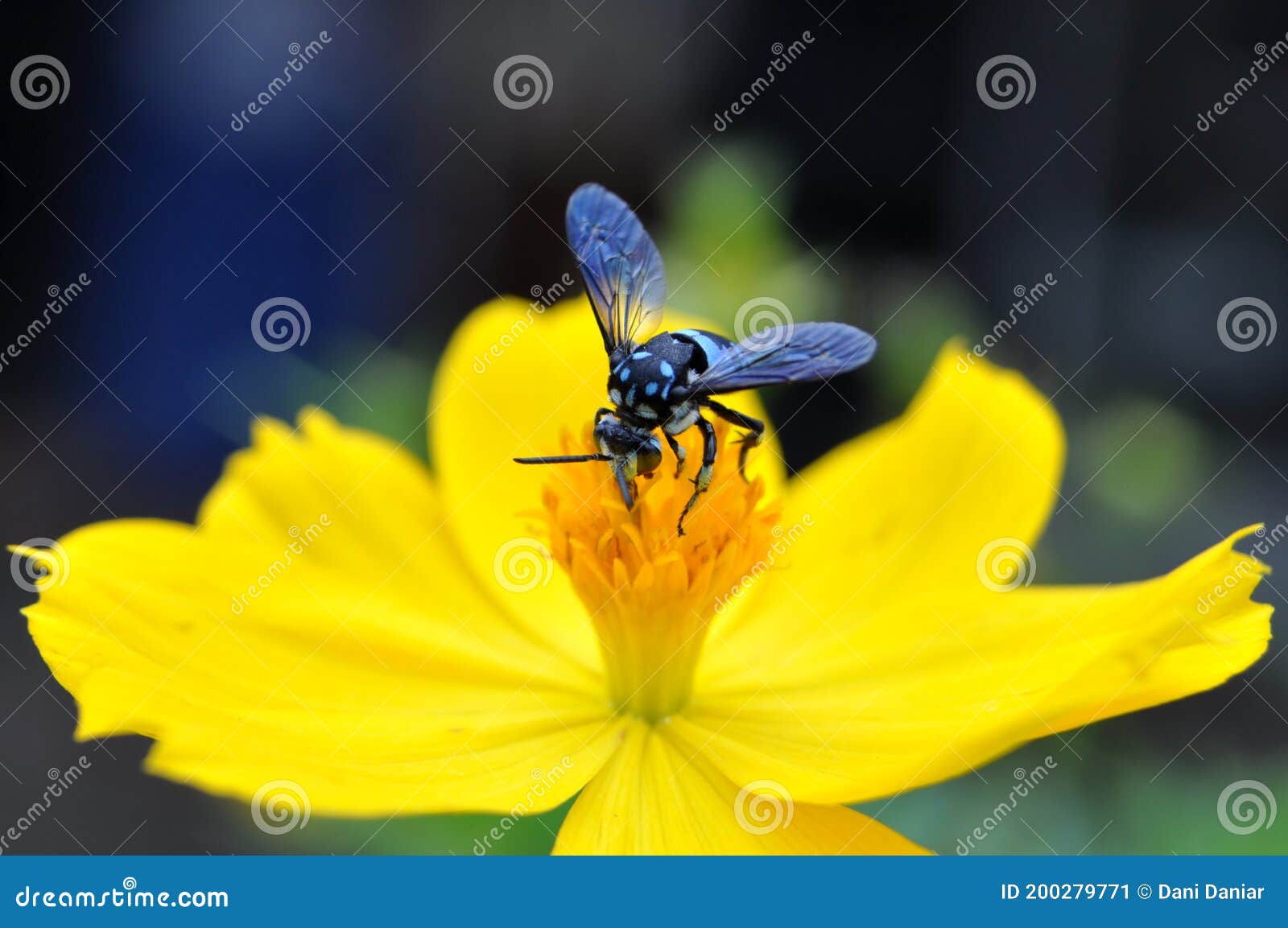 Thyreus Nitidulus - Neon Cuckoo Bee Stock Image - Image of insect, leaf ...