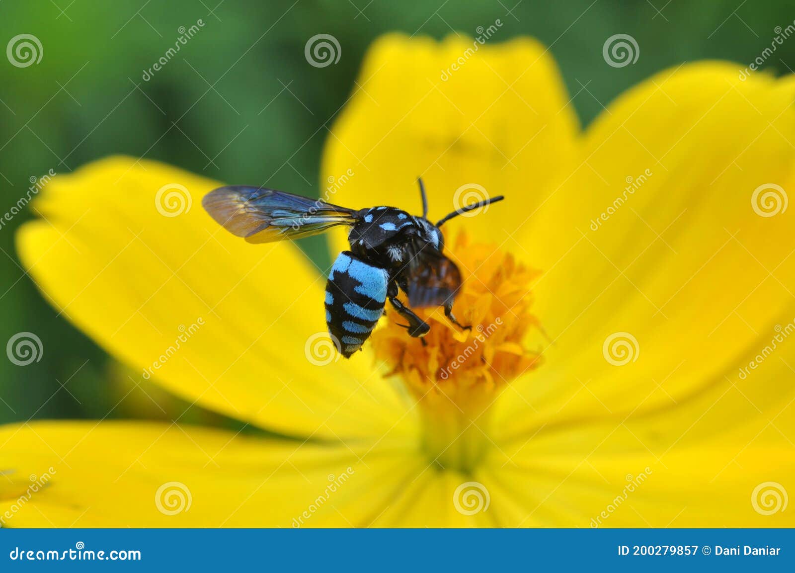 Thyreus Nitidulus - Neon Cuckoo Bee Stock Image - Image of garden ...