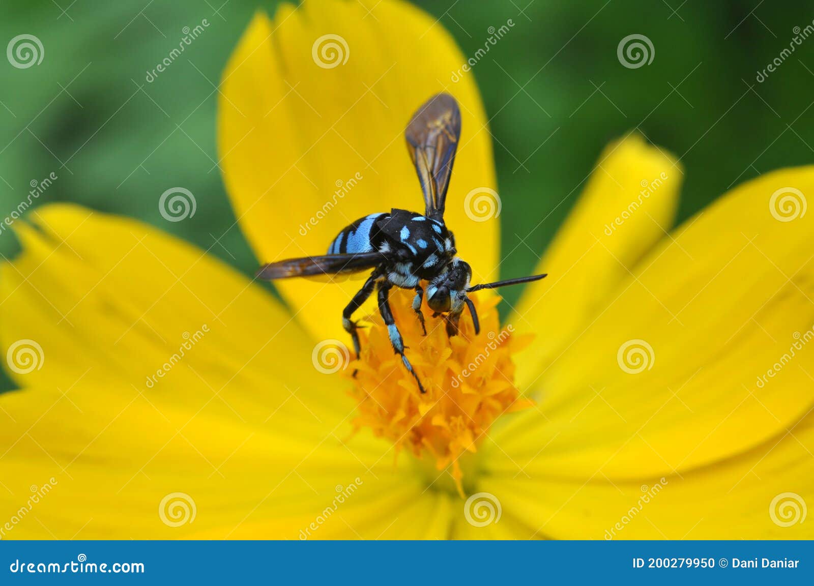 Thyreus Nitidulus - Neon Cuckoo Bee Stock Photo - Image of australia ...