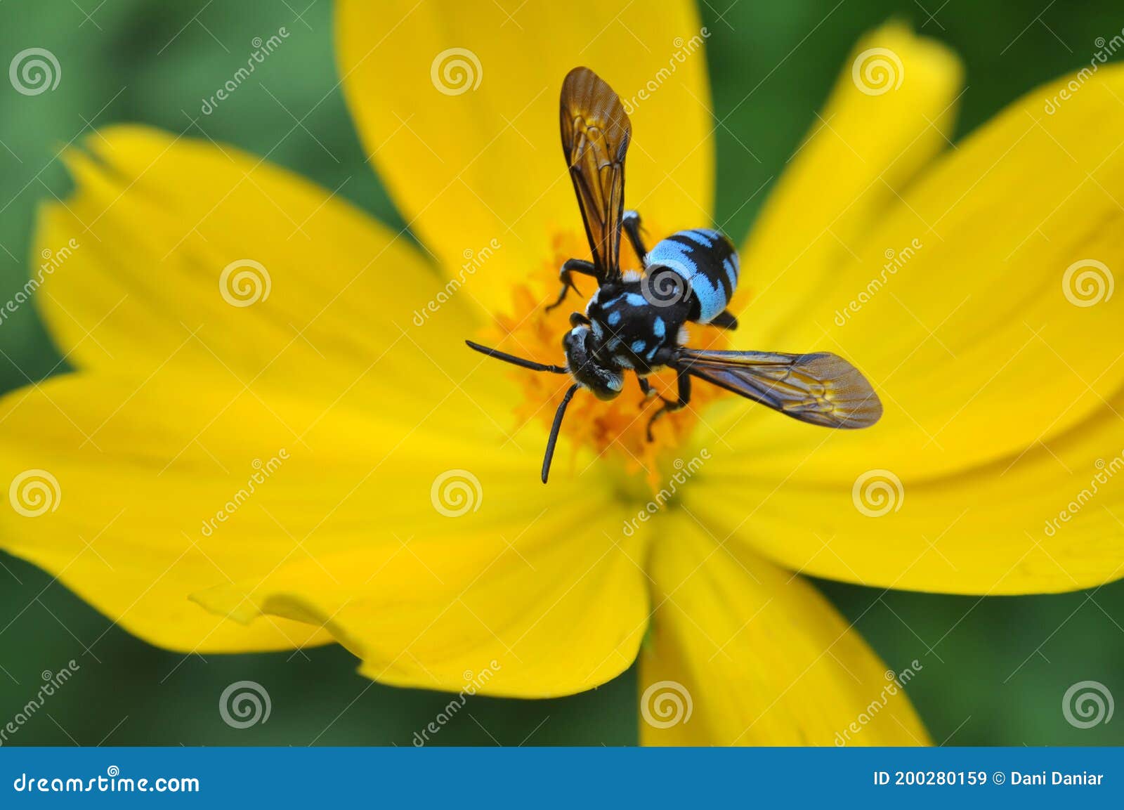 Thyreus Nitidulus - Neon Cuckoo Bee Stock Image - Image of australia ...