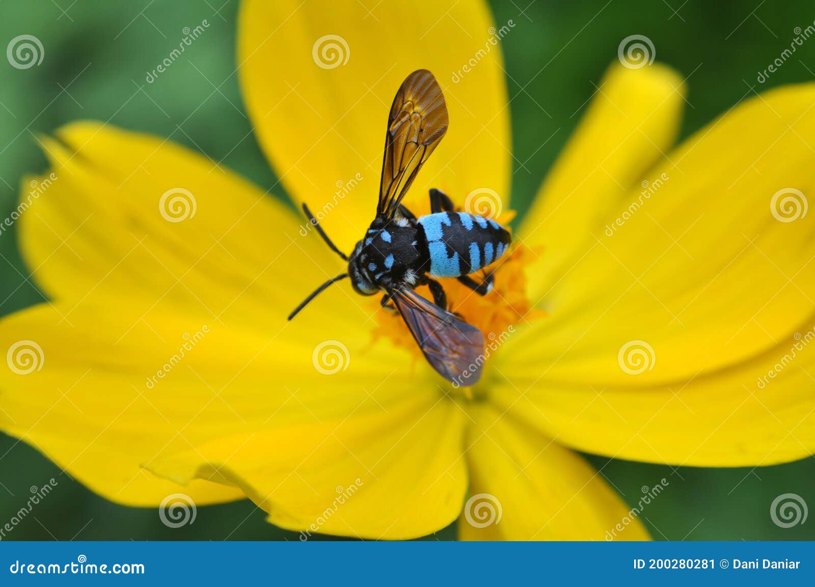 Thyreus Nitidulus - Neon Cuckoo Bee Stock Image - Image of australia ...
