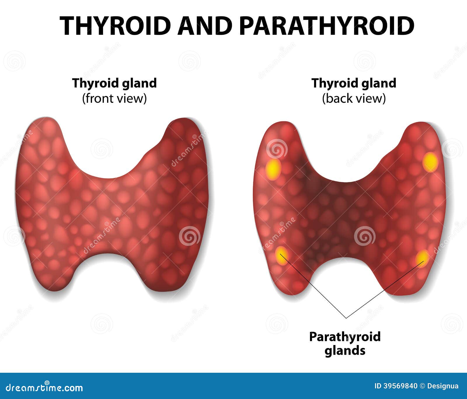 Thyroïde Et Parathyroïde. Illustration de Vecteur - Image: 39569840