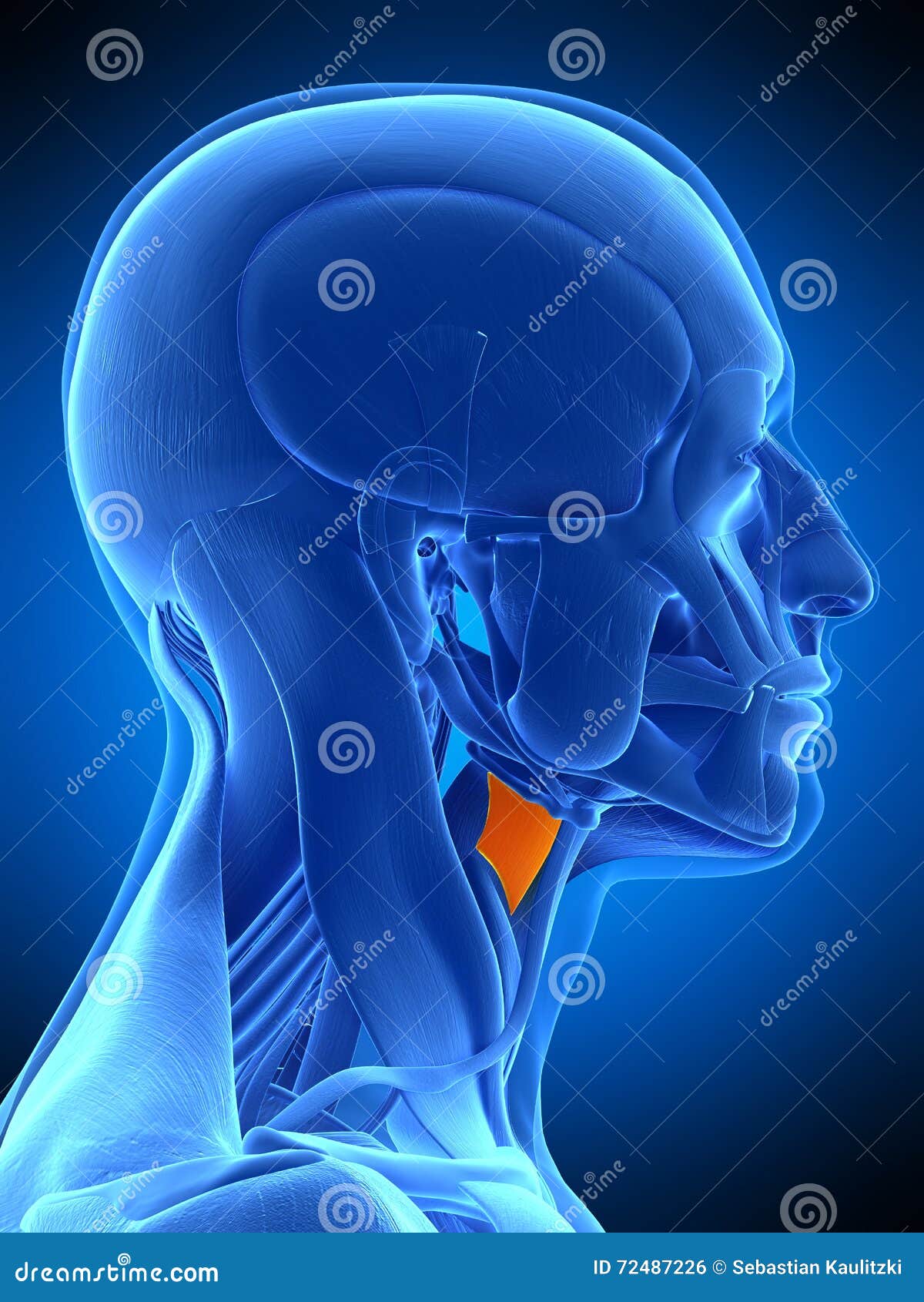 The thyrohyoid stock illustration. Illustration of neck - 72487226