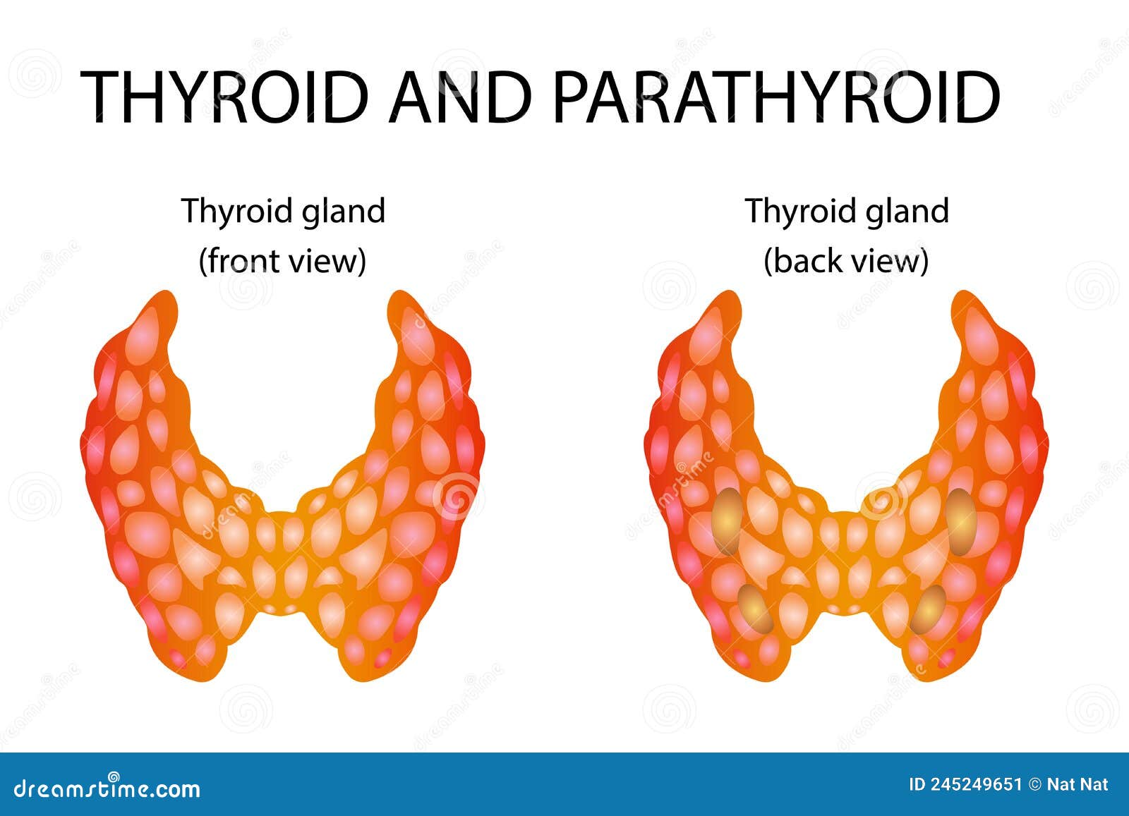 Thyroid Anatomy (including Throat, Protective Gland, and Trachea ...