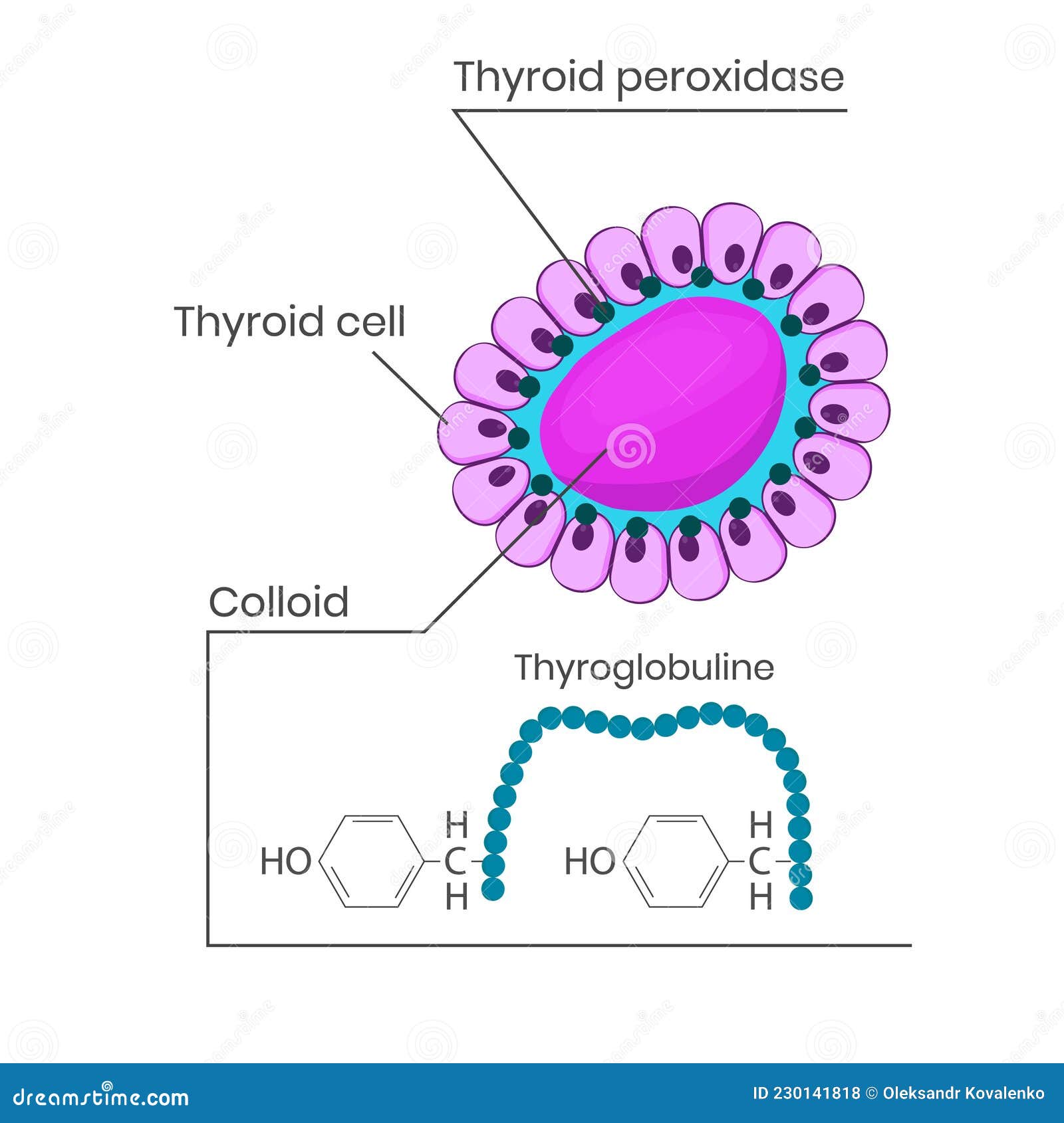 Thyroid Follicule Structure. Colloid Thyroglobulin Stock Vector ...