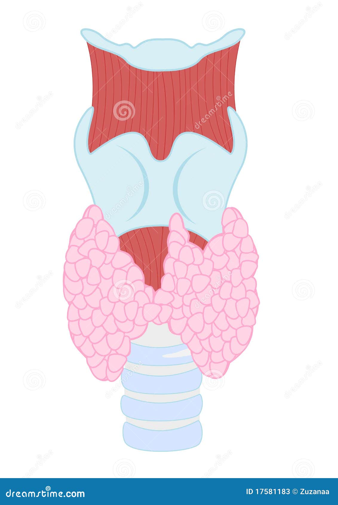 Thyroid Gland Anatomy Of Female Stock Photo | CartoonDealer.com #102157680