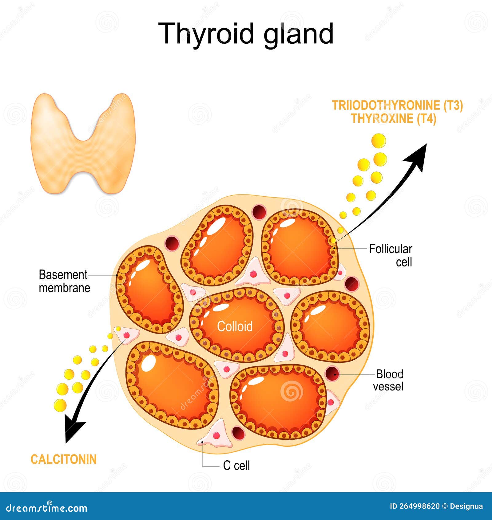 Thyroid Gland Anatomy And Physiology Vector Illustration