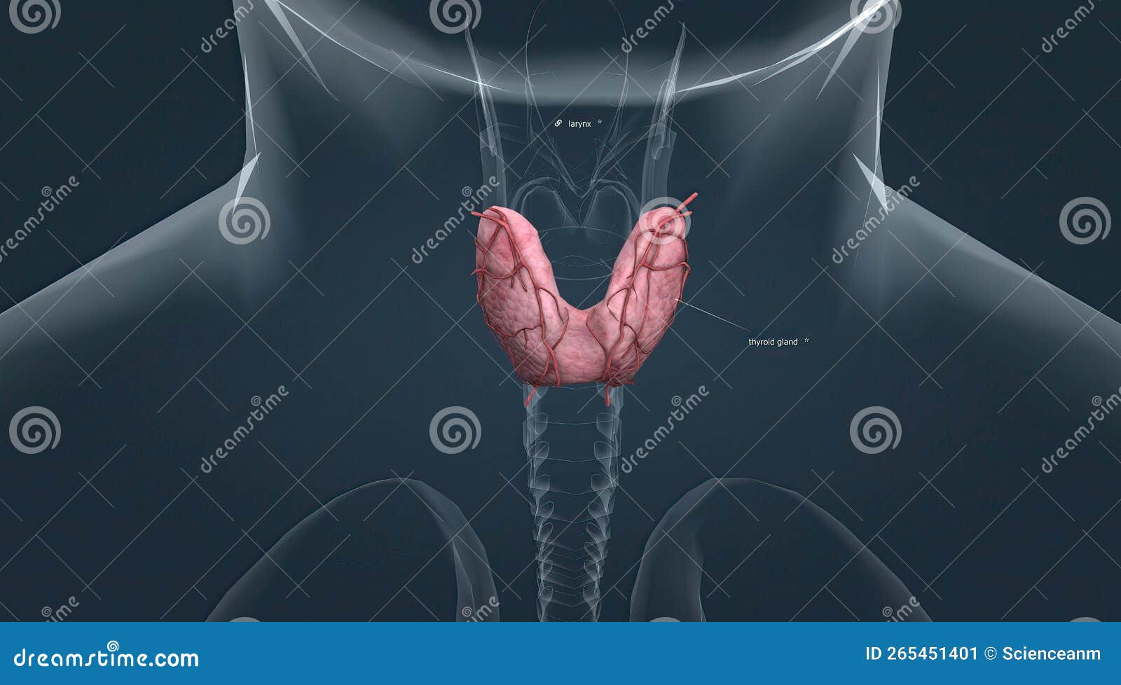 Thyroid Gland, is an Endocrine Gland in Vertebrates. in Humans it is in ...