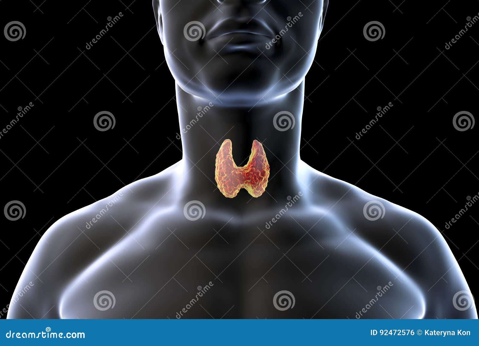 Thyroid gland illustration stock illustration. Illustration of anatomy ...