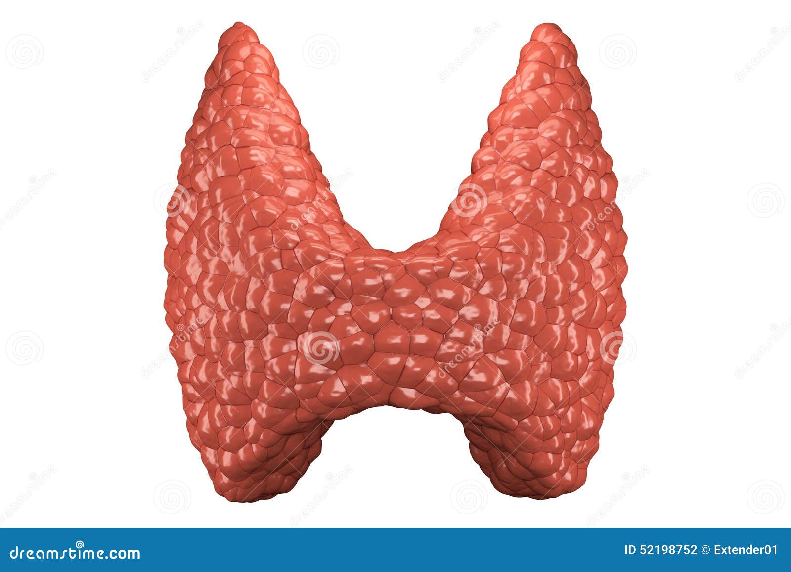 Thyroid Gland Isolated Front View Stock Illustration - Illustration of ...