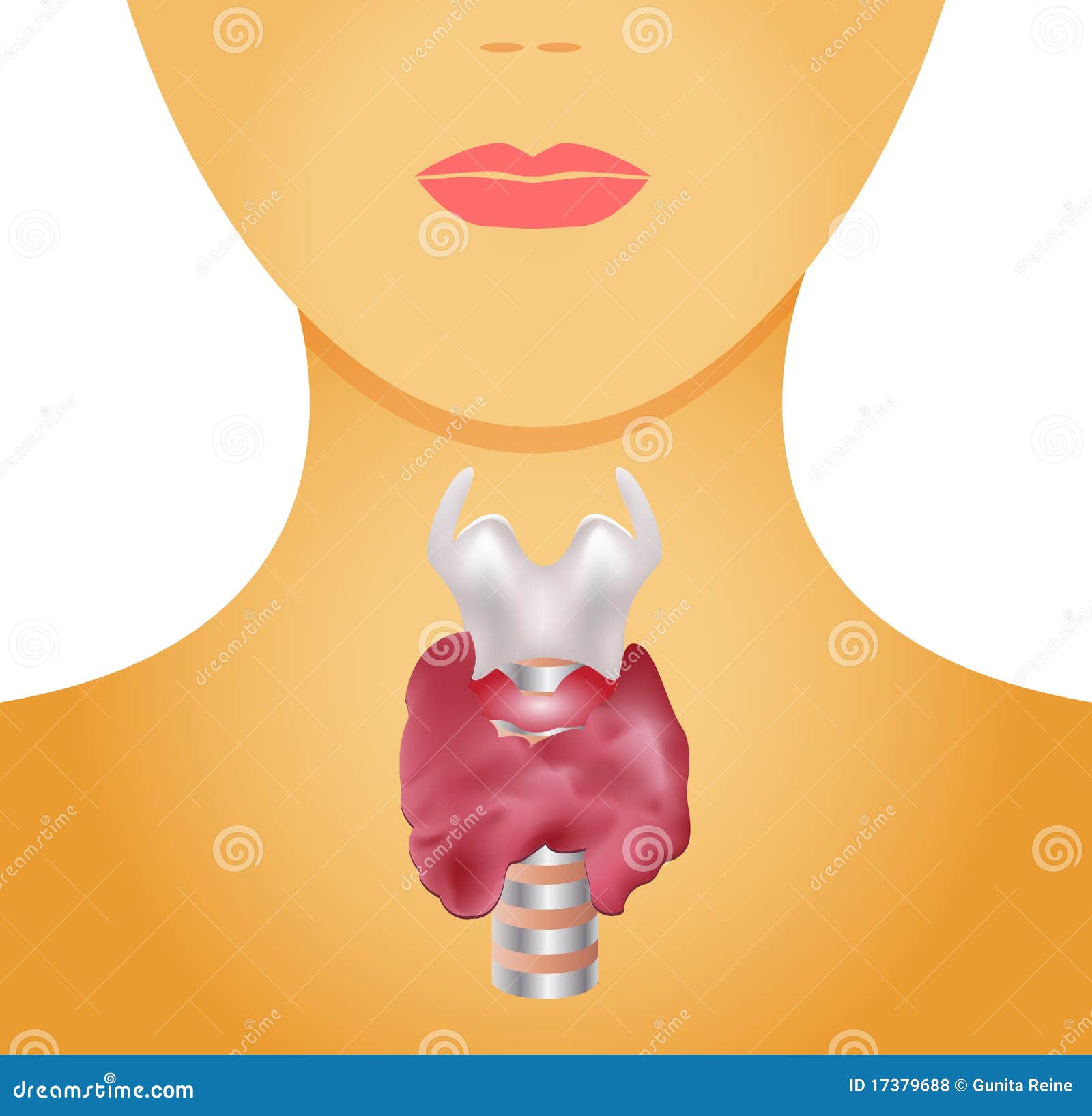 Thyroid gland and larynx stock vector. Illustration of organ - 17379688