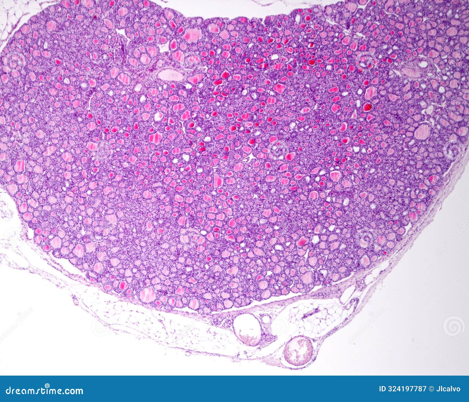 Thyroid gland stock image. Image of thyroglobulin, endocrine - 324197787