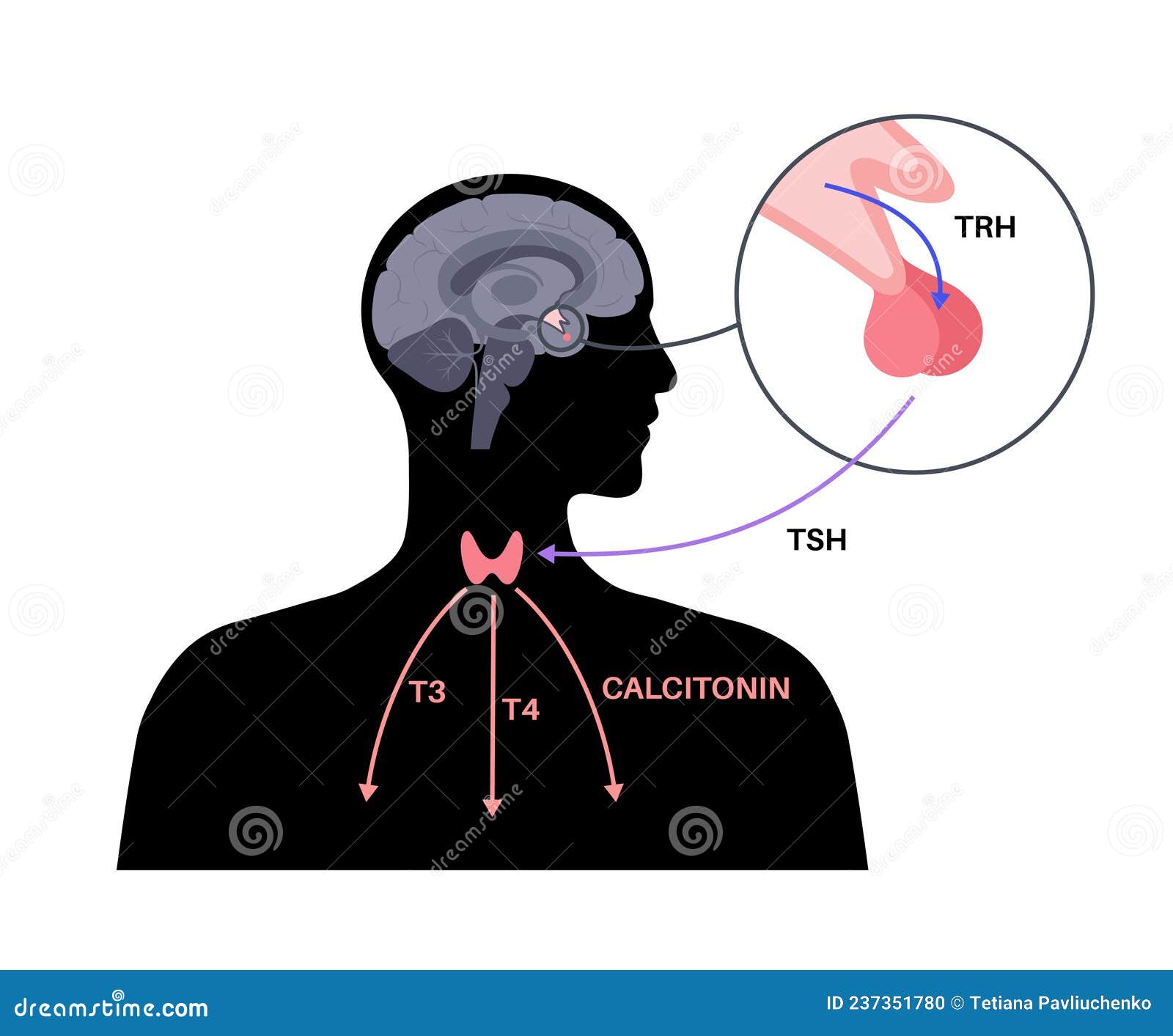 Thyroid hormones diagram stock illustration. Illustration of anatomy ...