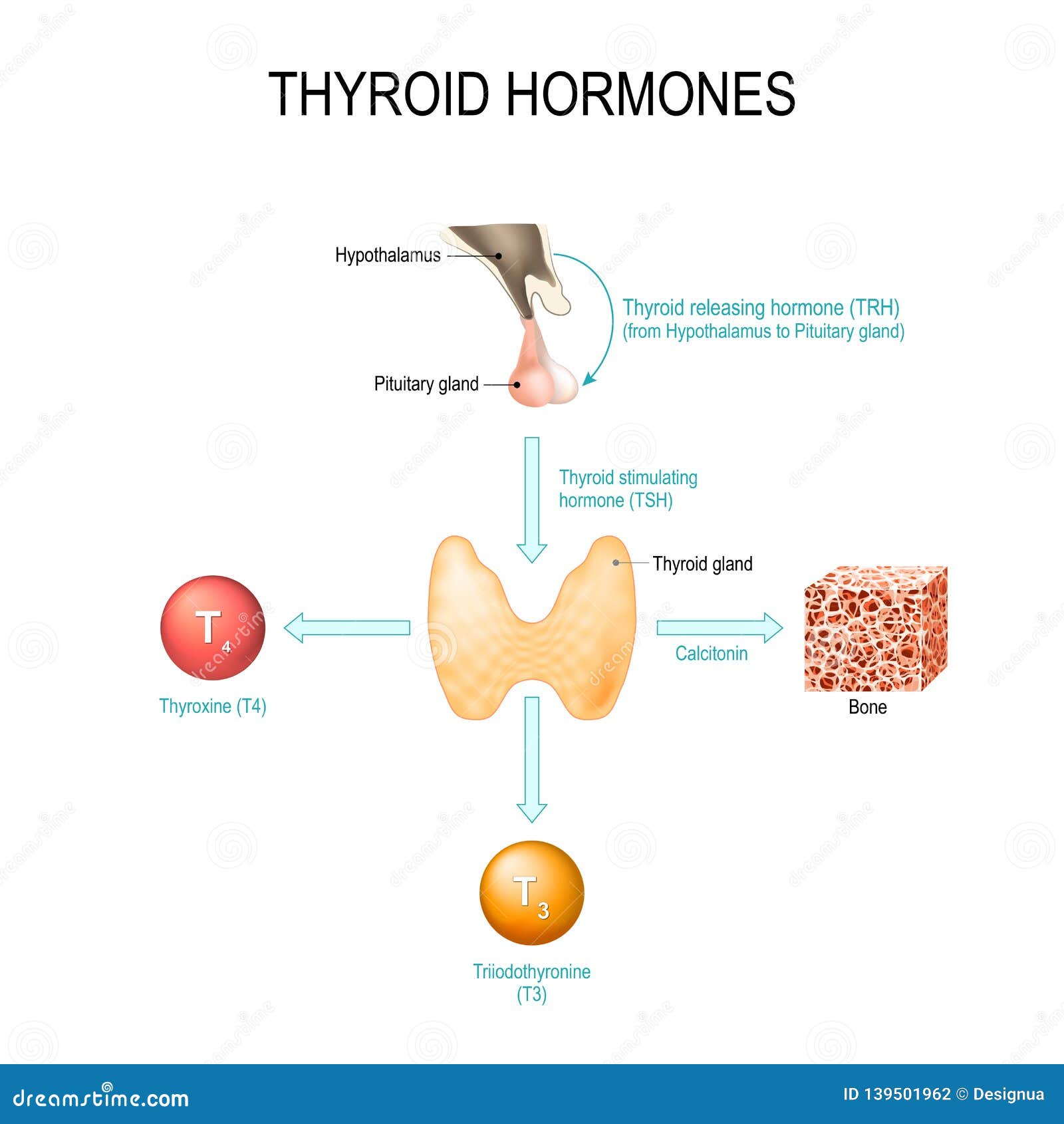 Thyroid Hormones