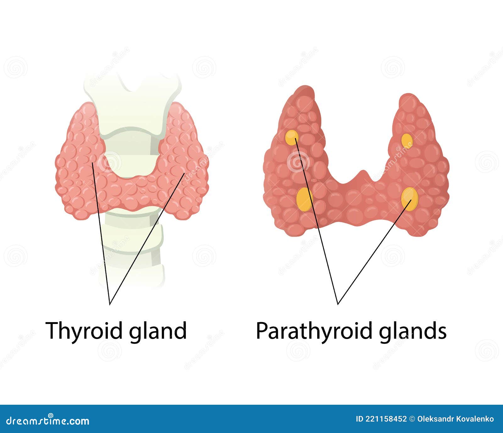 Thyroid and Parathyroid Glands Anatomy Stock Vector - Illustration of ...