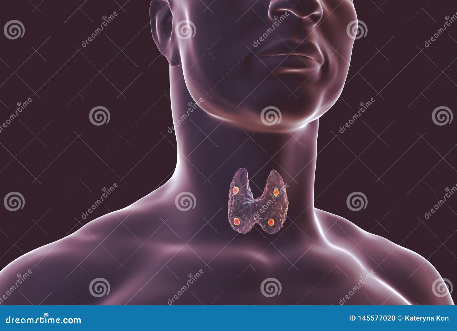 Anatomy Parathyroid Gland