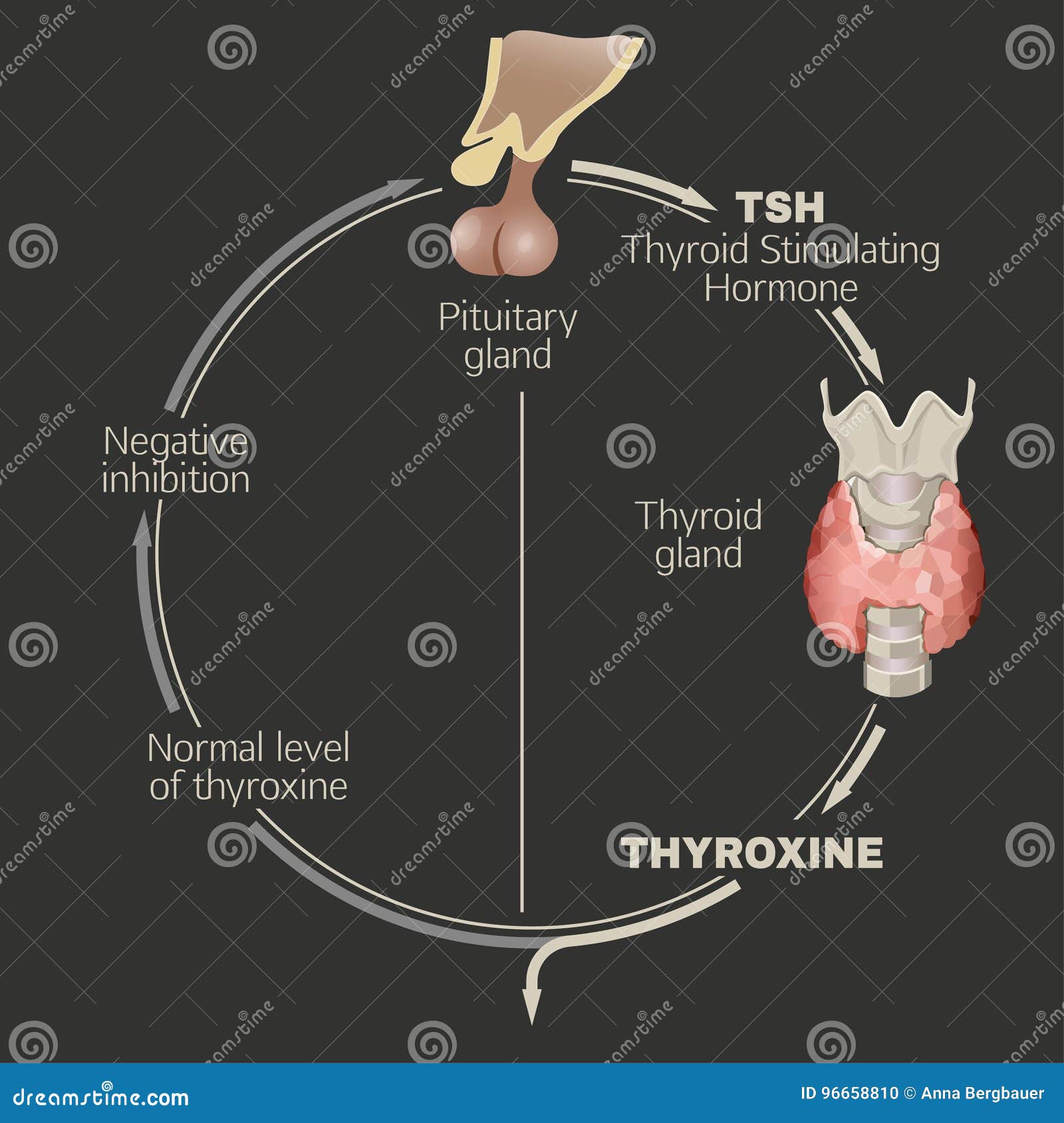 Thyroid System Image stock vector. Illustration of endocrinology - 96658810