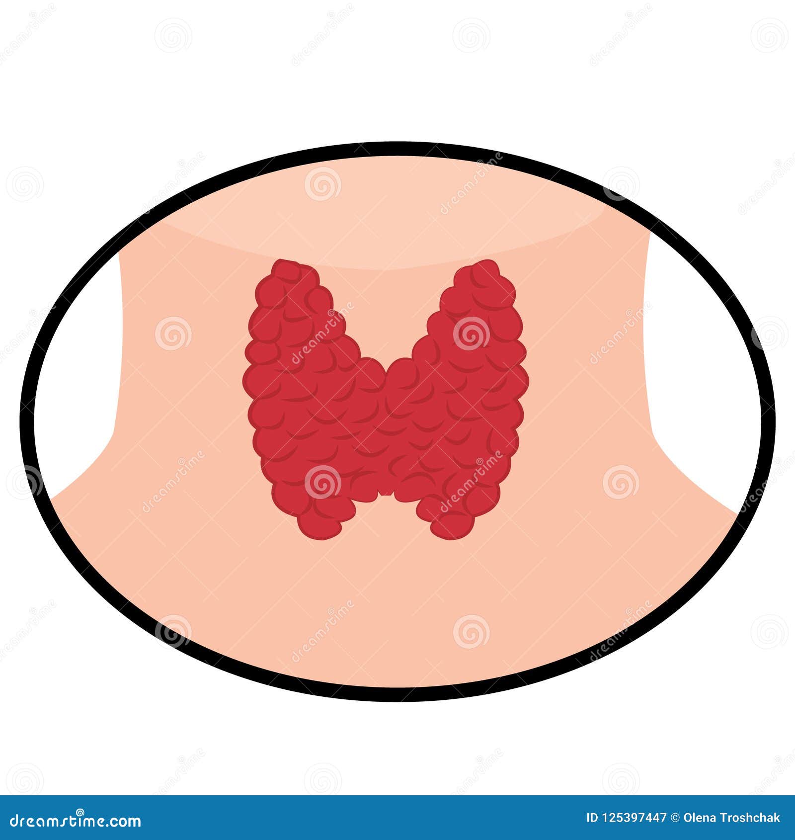 Thyroid Vector Illustration Stock Vector - Illustration of healthcare ...