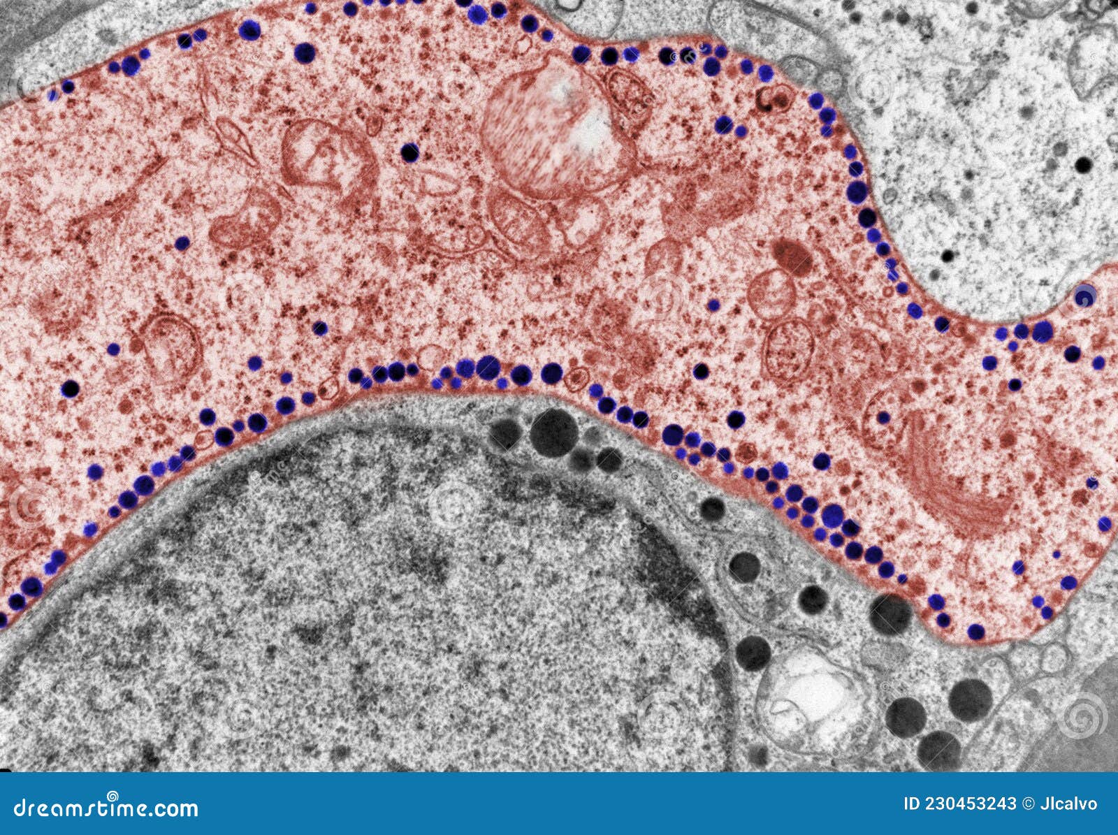 Thyrotrope TSH cell stock image. Image of thyrotrope - 230453243