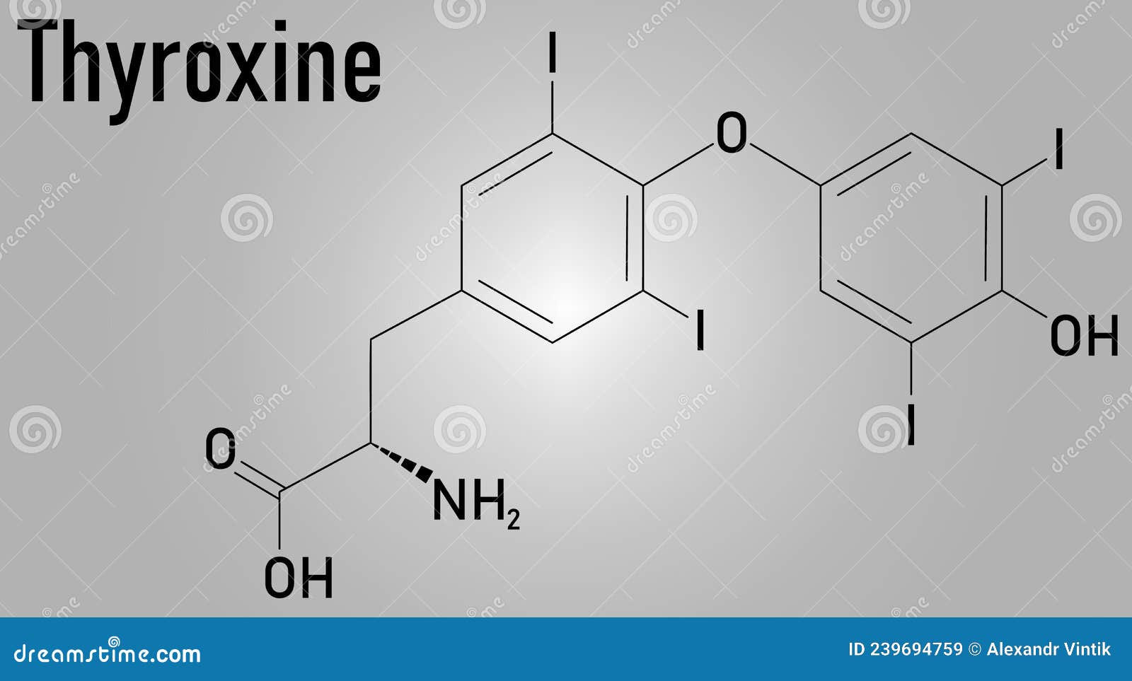 Thyroxine T4 Or Levothyroxine Thyroid Hormone Molecule Prohormone Of