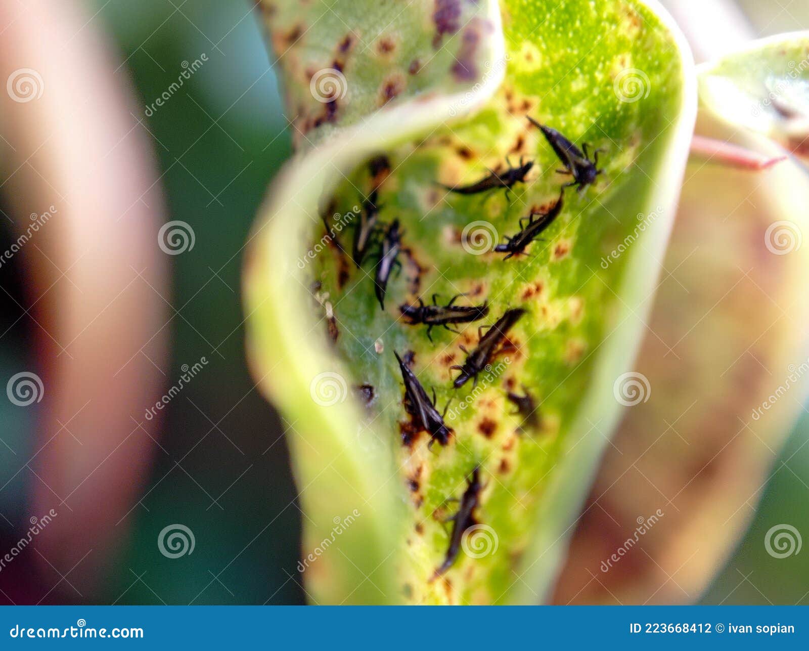 Thysanoptera - thrips stock photo. Image of thrips, leaf - 223668412