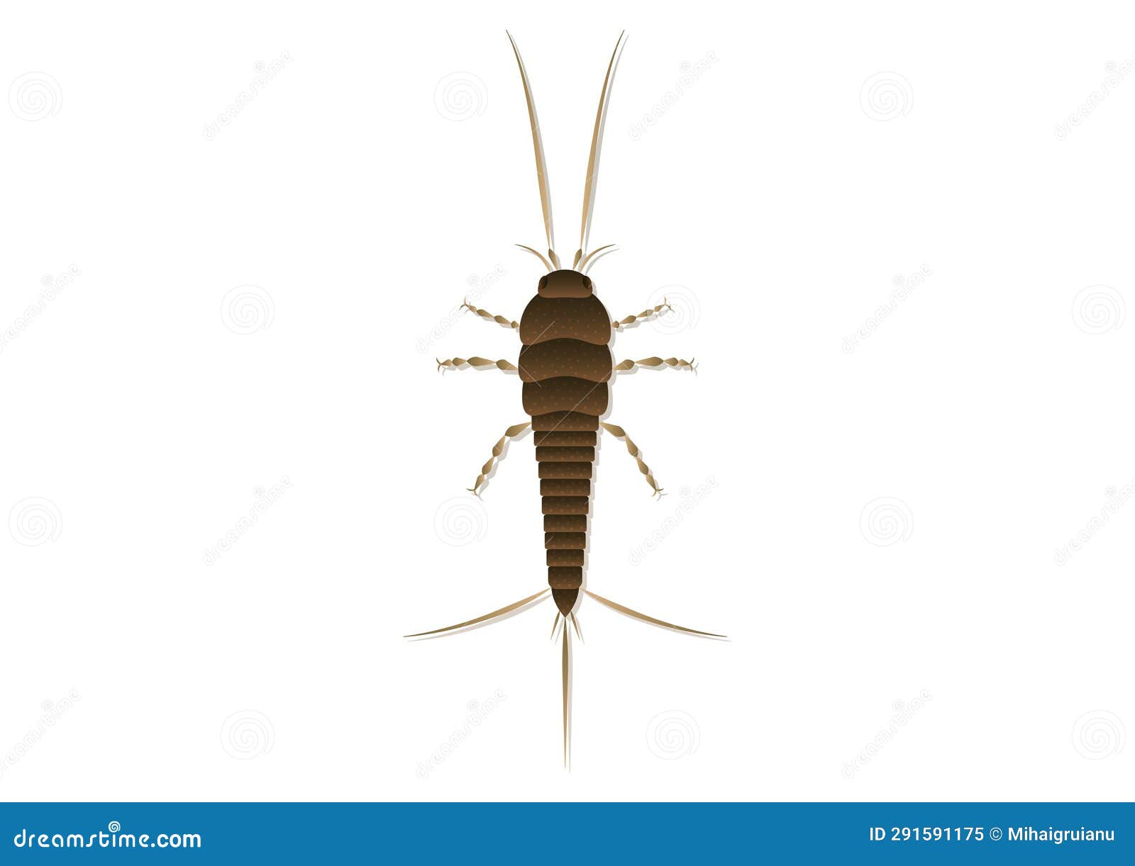 Silverfish Or Lepisma Saccharina Cartoon Vector | CartoonDealer.com ...