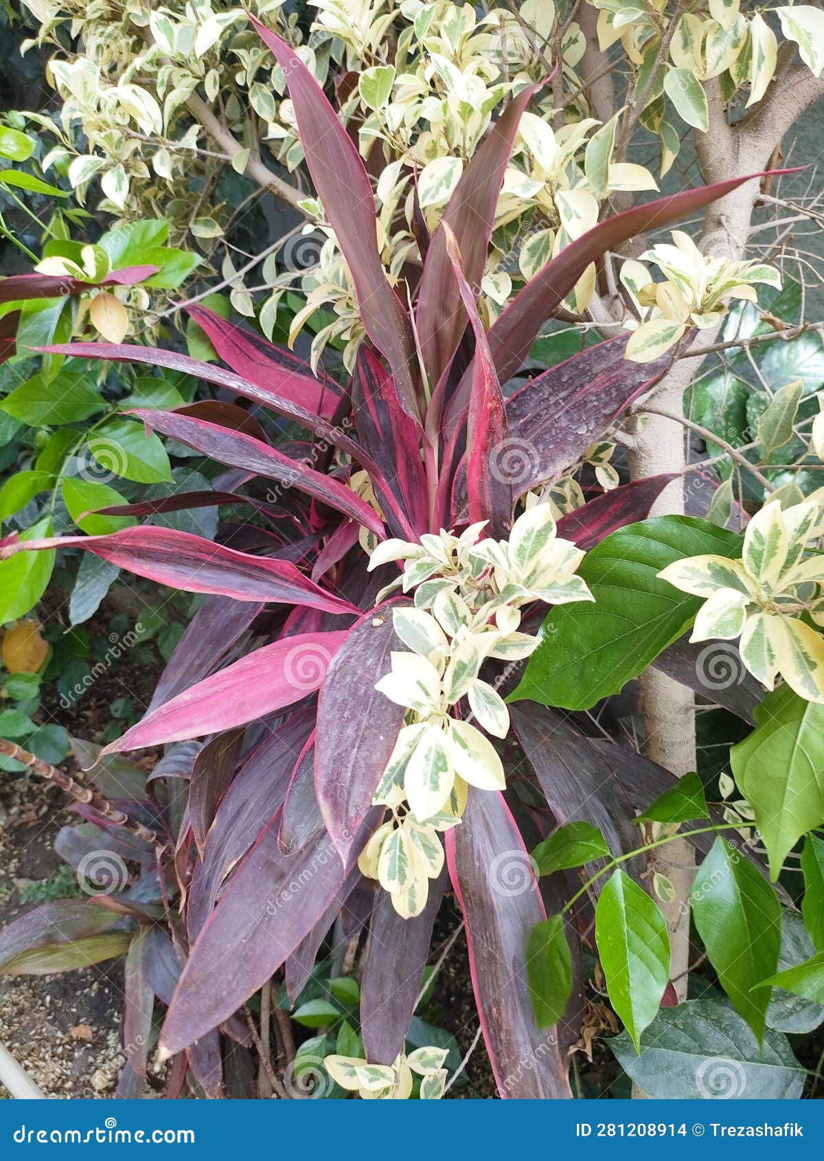 Ti Plant and Graptophyllum Pictum Stock Photo - Image of pictum, lily ...