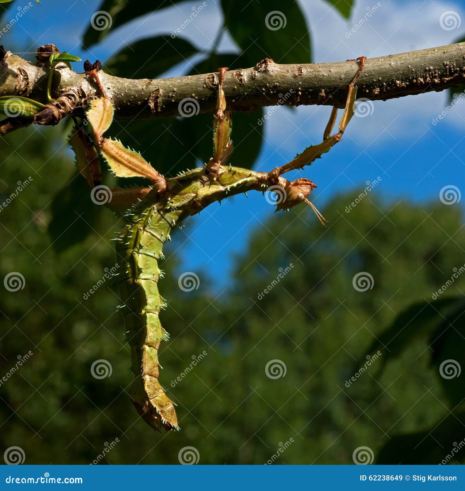 Tiaratum De Extatosoma Del Phasmida Imagen de archivo - Imagen de ...