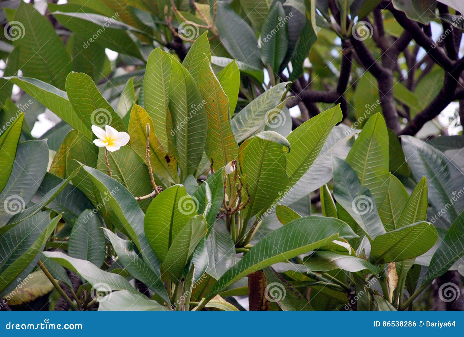 Tiare tree in Tahiti stock photo. Image of tahiti, flowers - 86538286