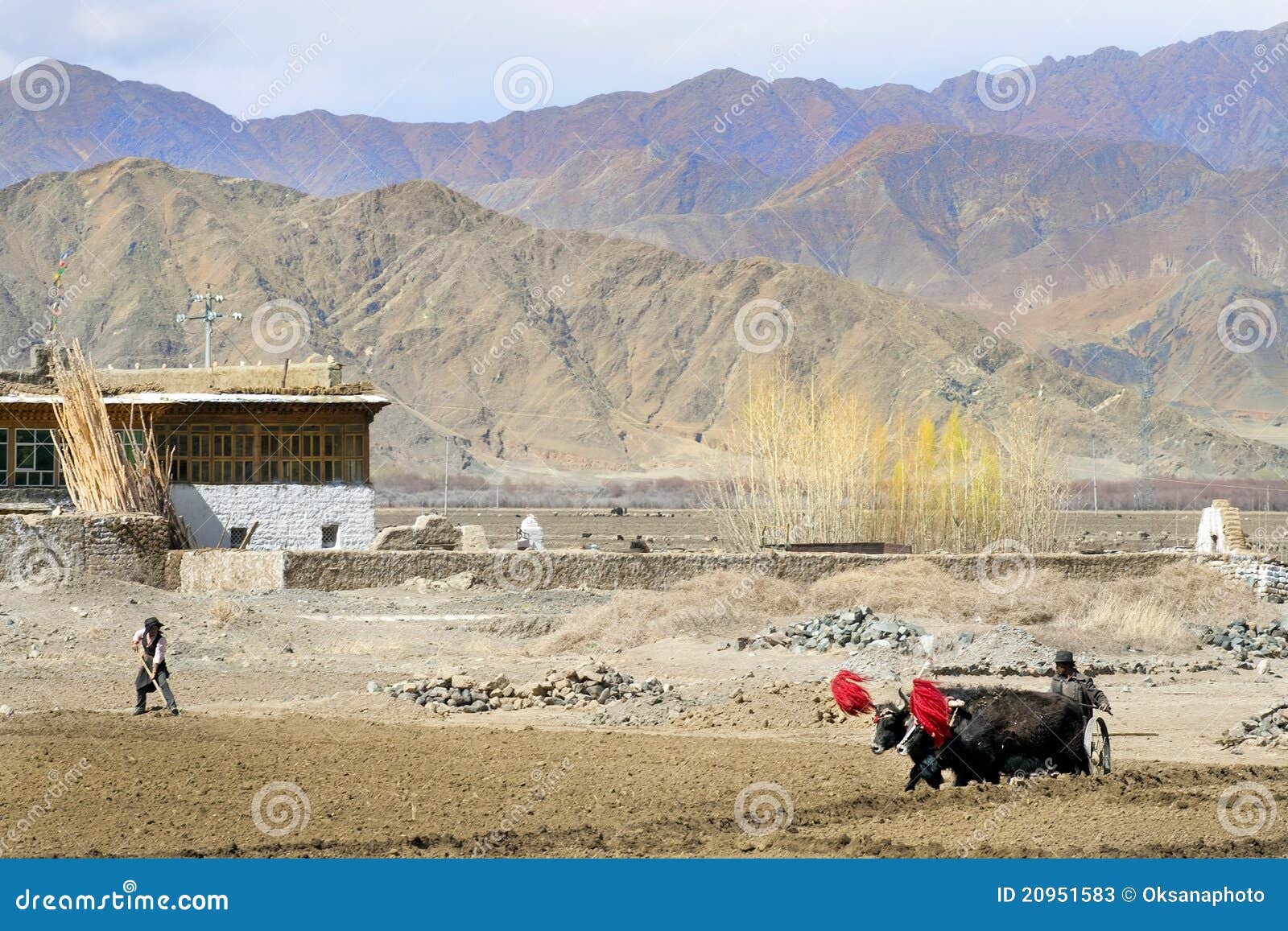 Tibet stock image. Image of plough, outdoor, house, earth - 20951583