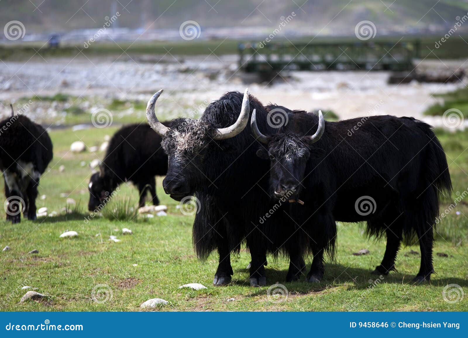 Tibet cow stock photo. Image of tableland, great, tamelessness - 9458646