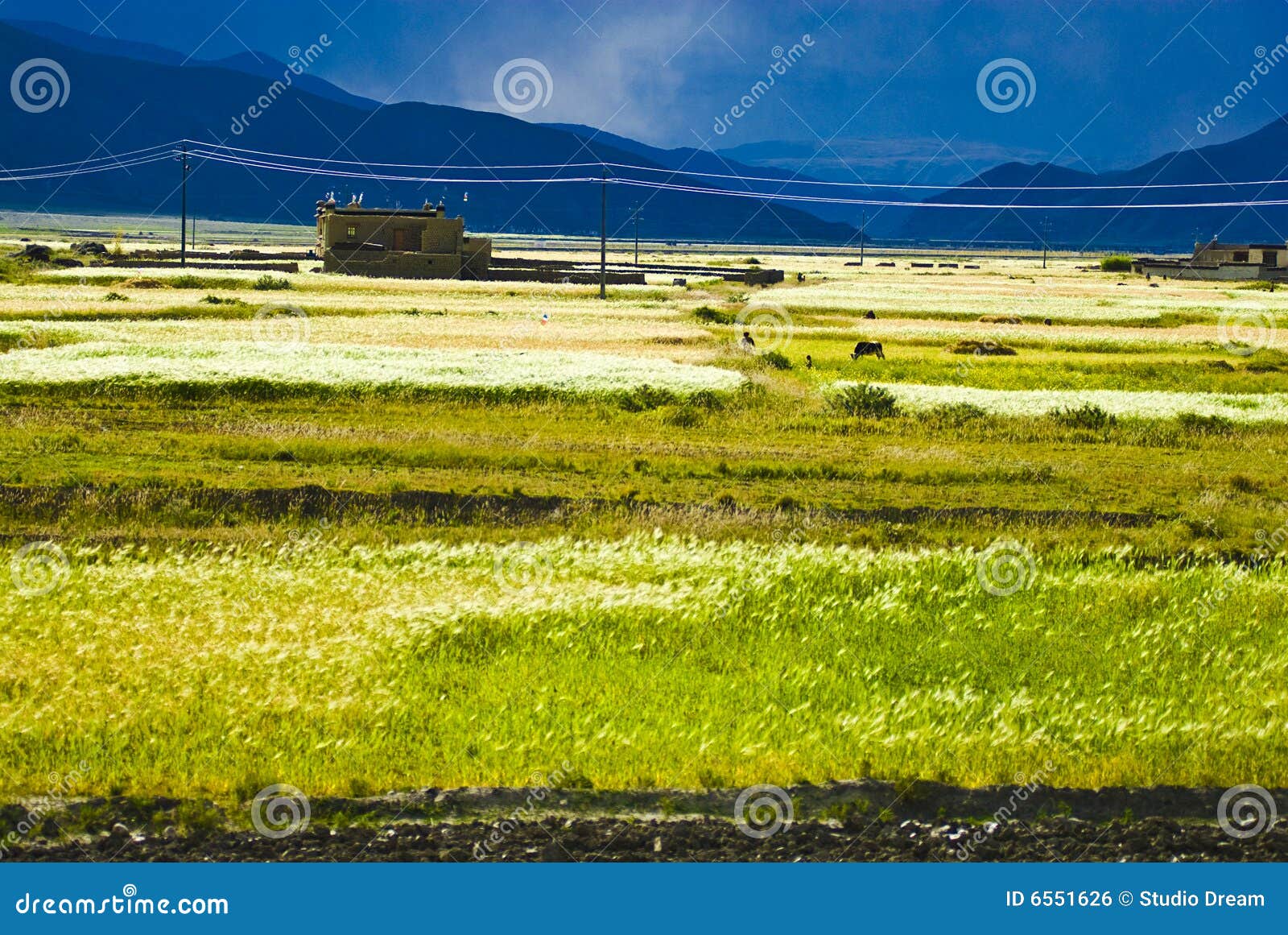 Tibet fields stock photo. Image of asia, nature, hillside - 6551626