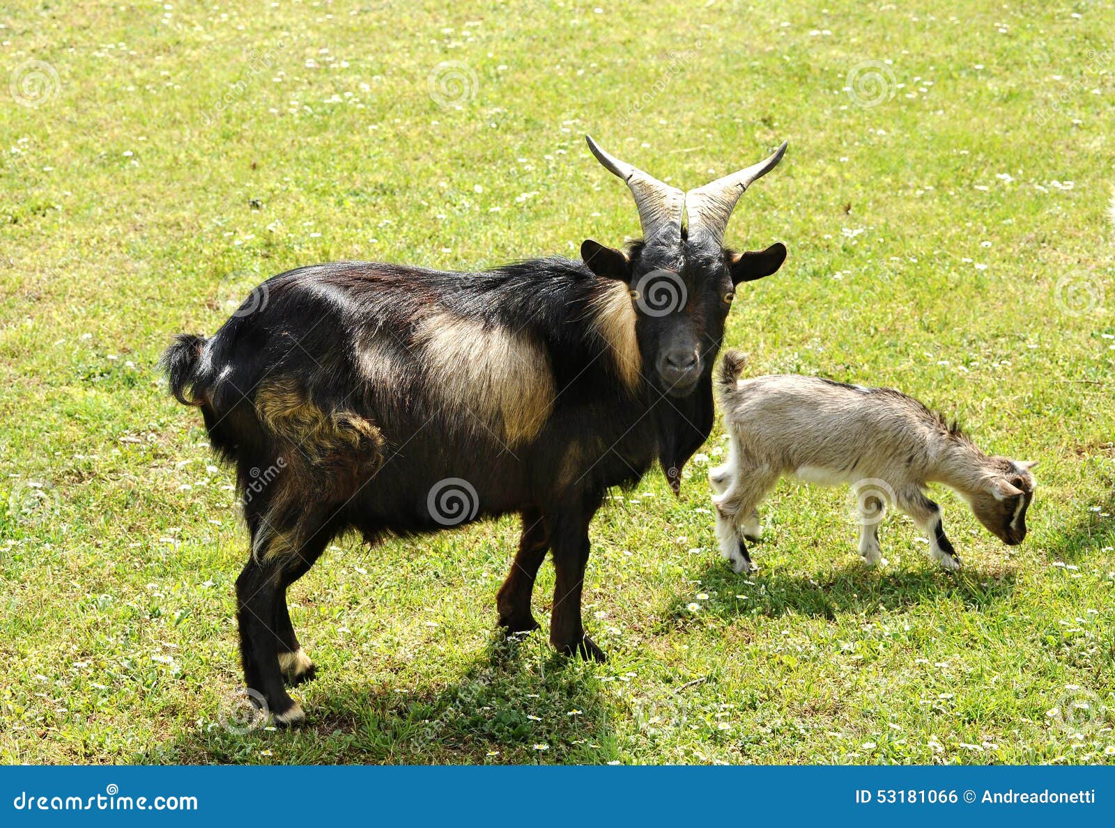Tibetaanse Geit Met Jong Geitje Stock Foto - Image of herbivoor, geit ...
