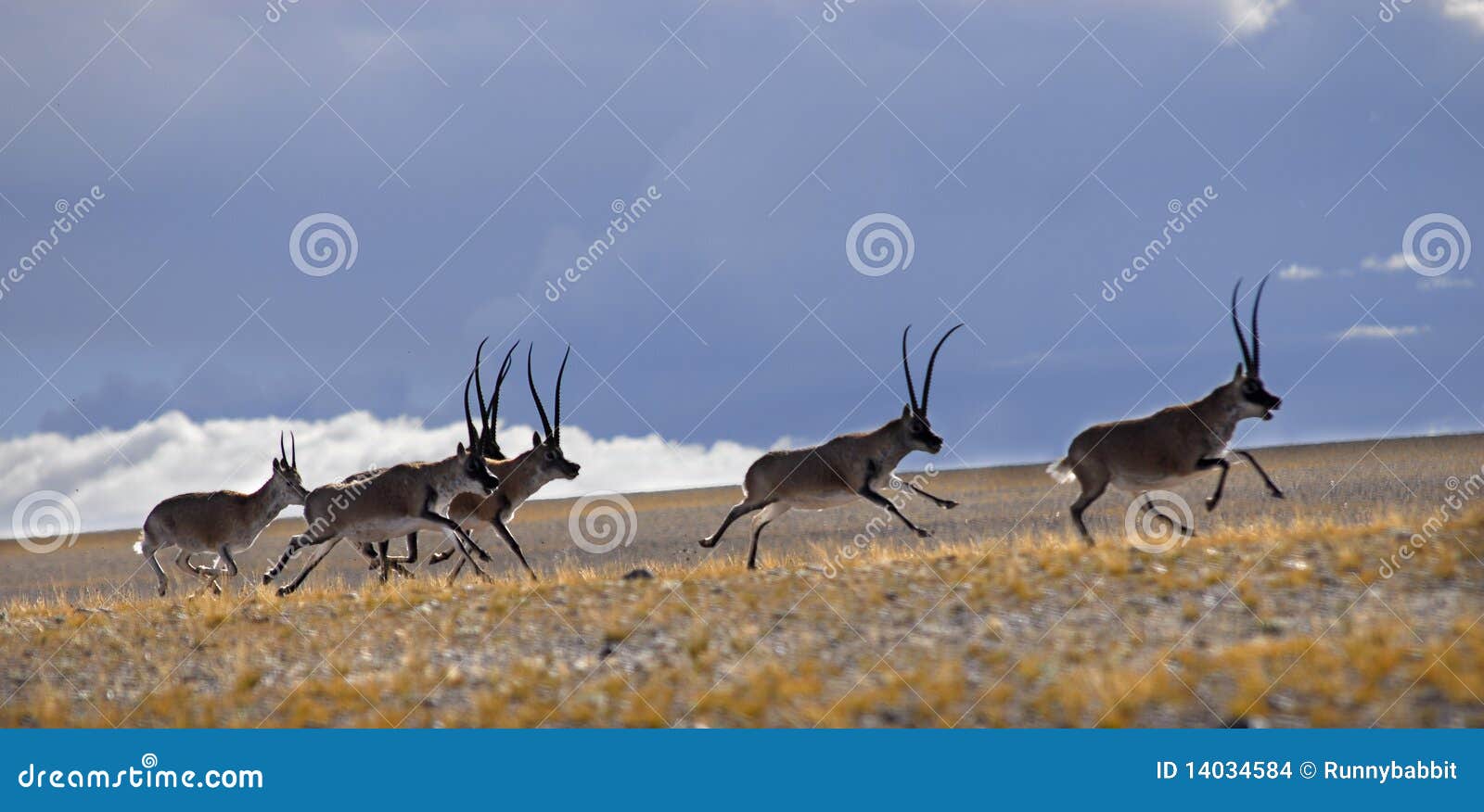 Tibetan Antelope