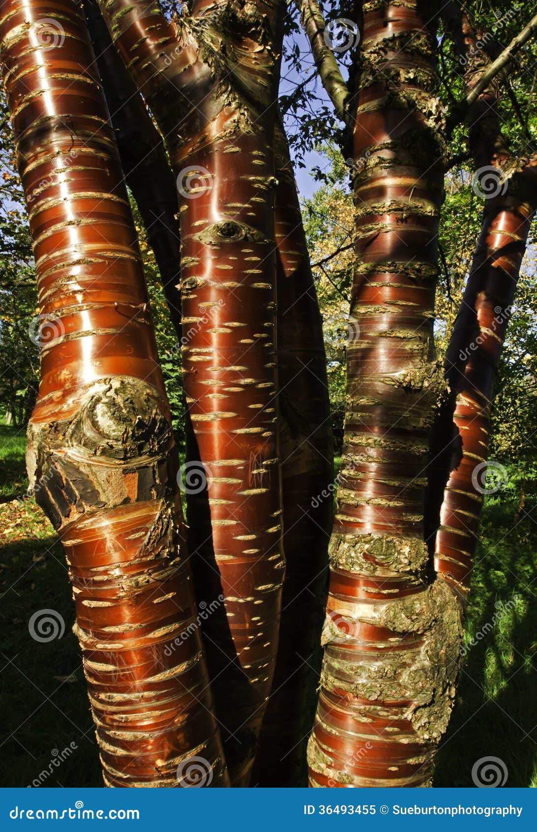 Prunus Serrula Or Japanese Flowering Cherry Royalty-Free Stock Image ...