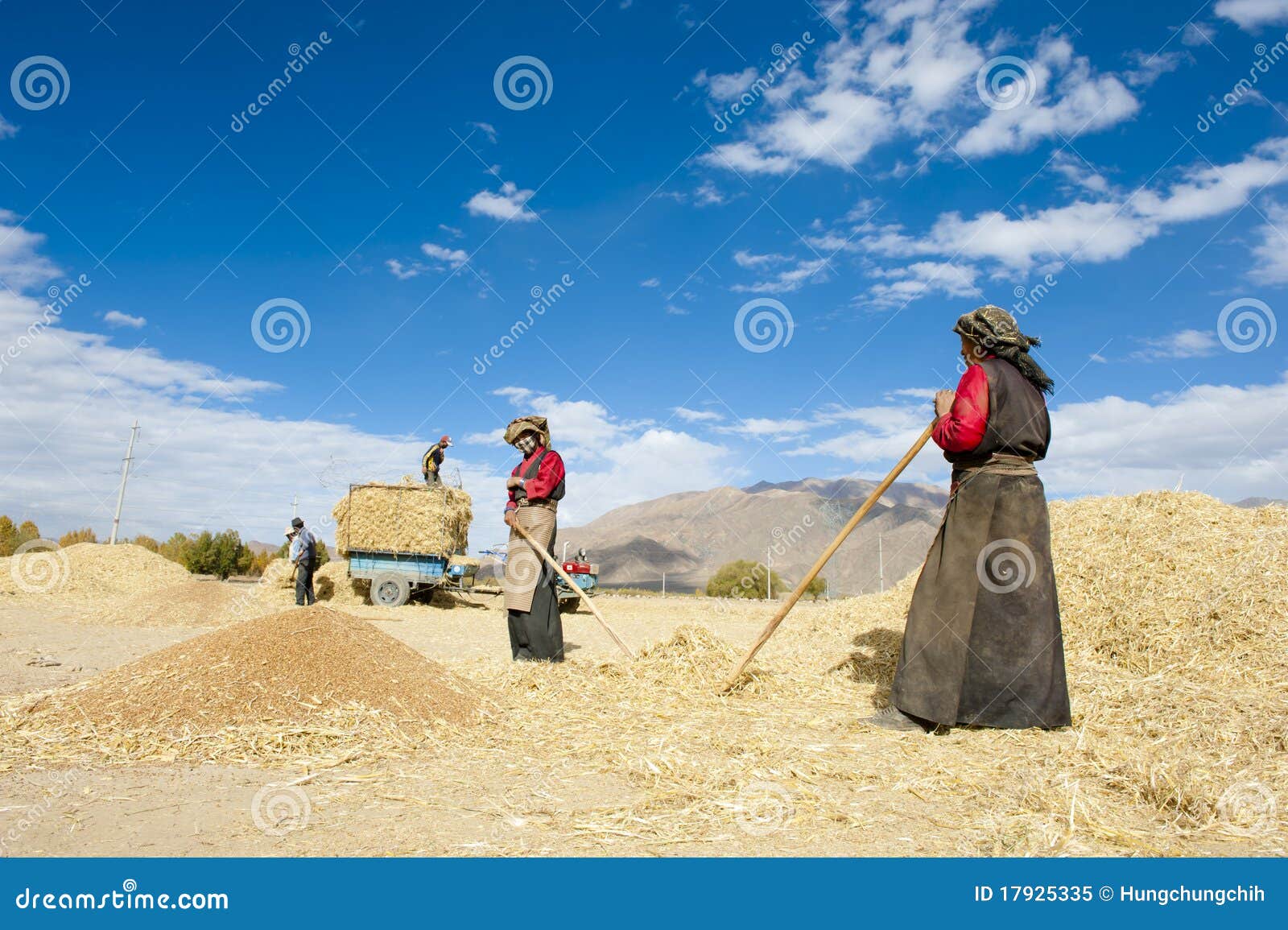 Tibetan farmers editorial image. Image of farm, rapeseed - 17925335