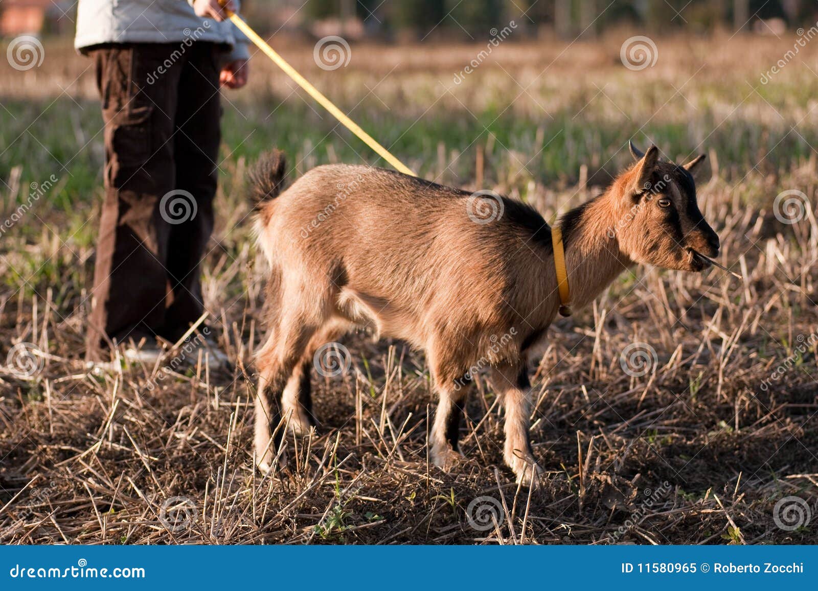Tibetan goat stock image. Image of grazing, mammal, dwarf - 11580965