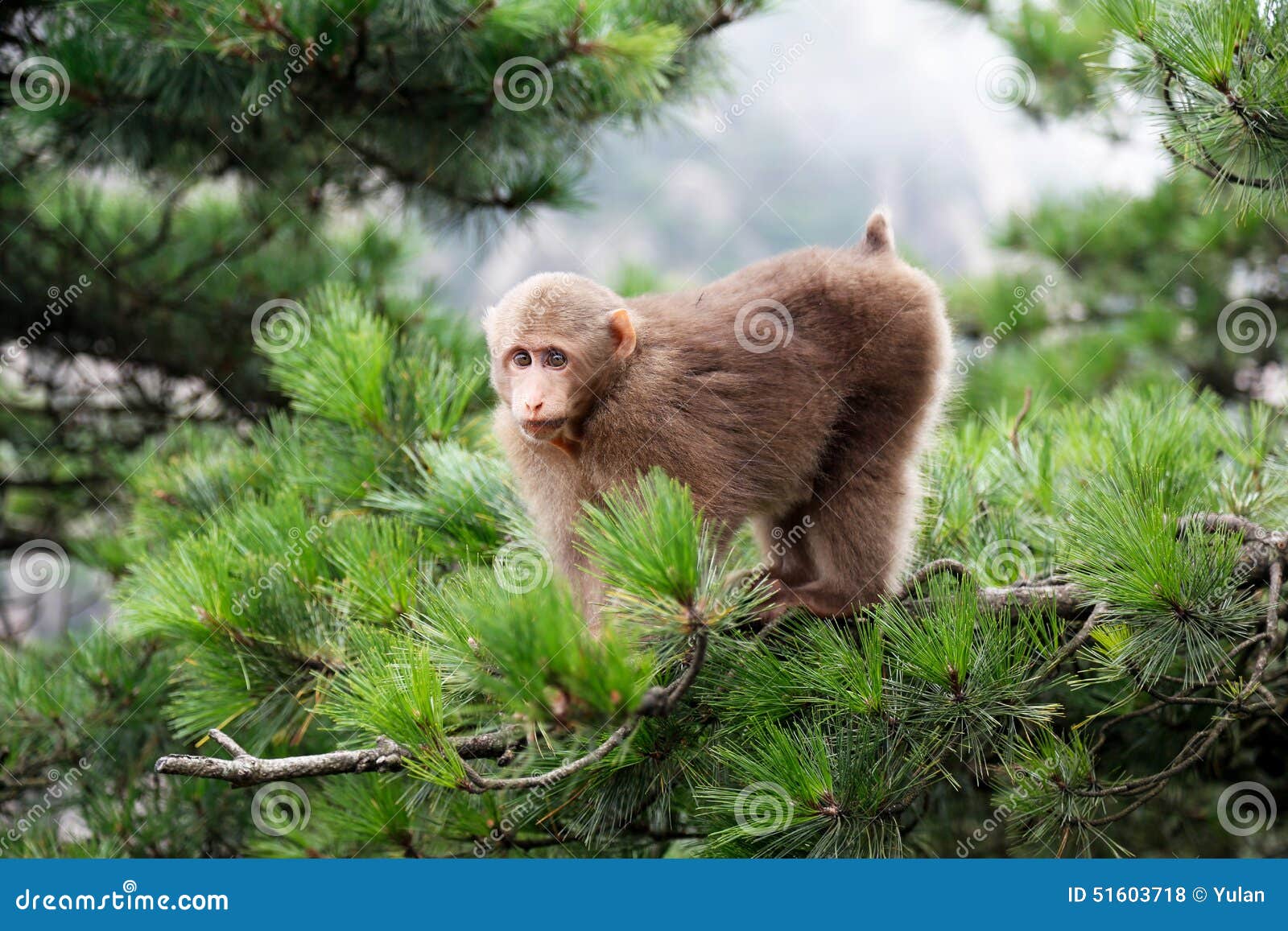 Tibetan Macaca monkey stock photo. Image of symbol, thibetana - 51603718