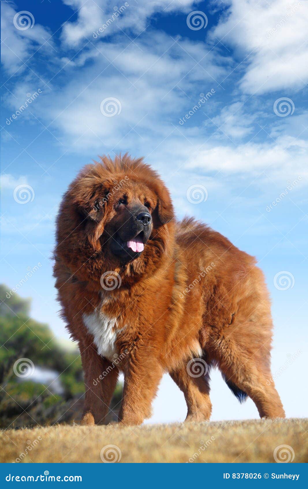 Tibetan Mastiff stock photo. Image of family, kids, tibetan - 8378026