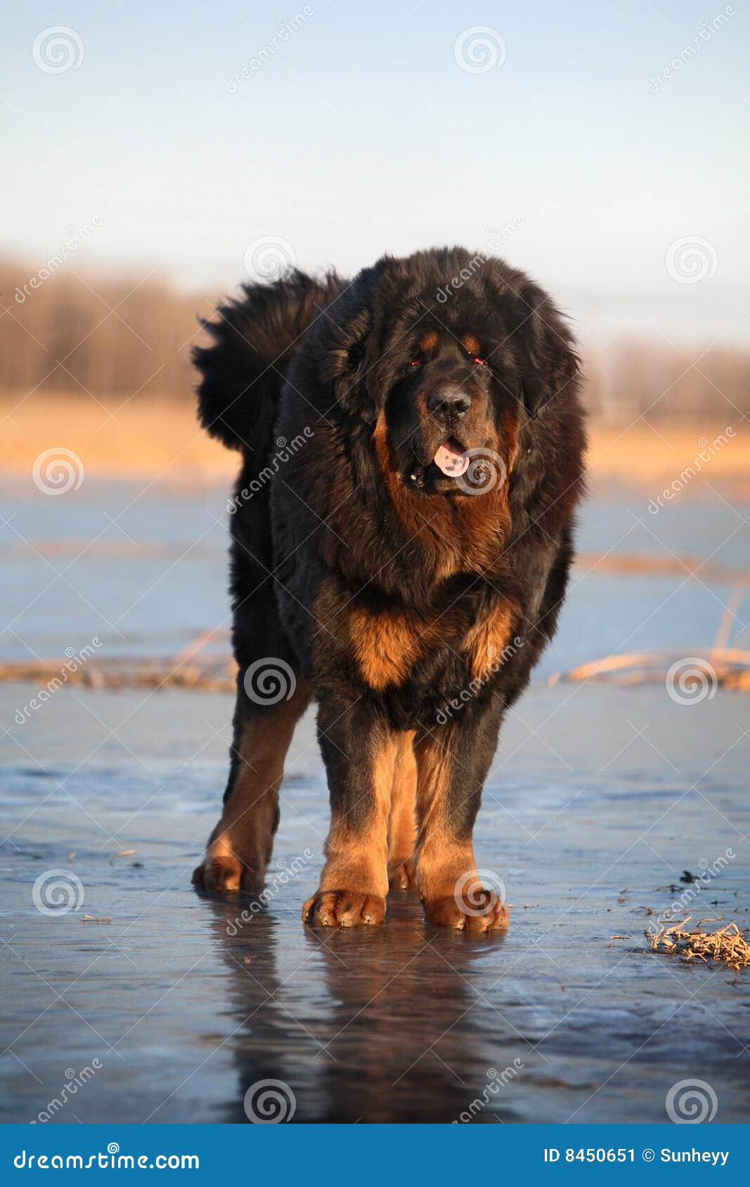 Tibetan Mastiff stock image. Image of faithful, family - 8450651