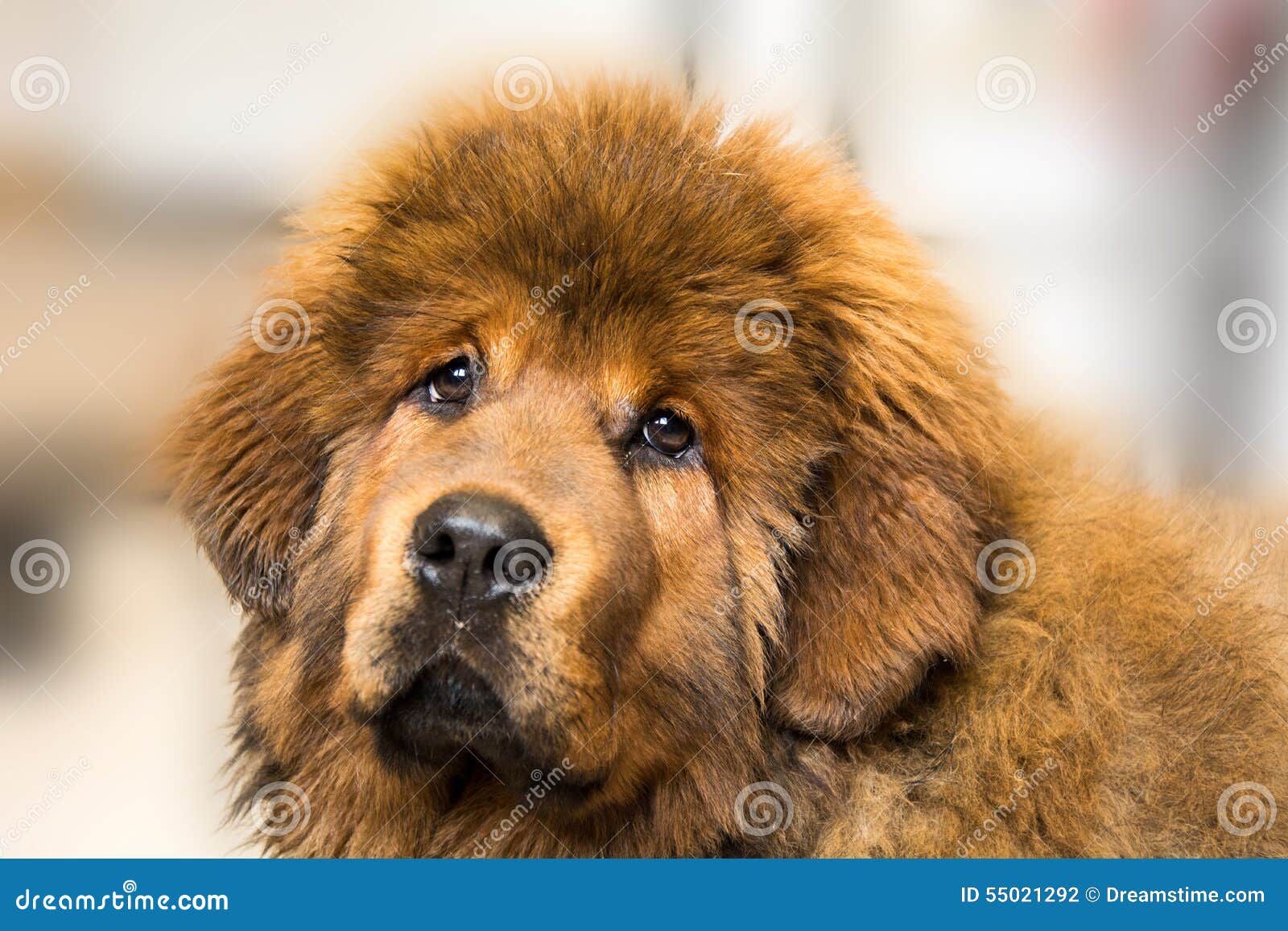 Tibetan Mastiff stock photo. Image of wonderful, nice - 55021292