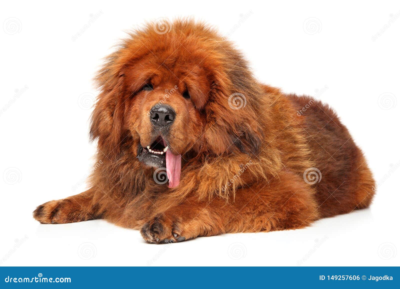 White Siberian Mastiff